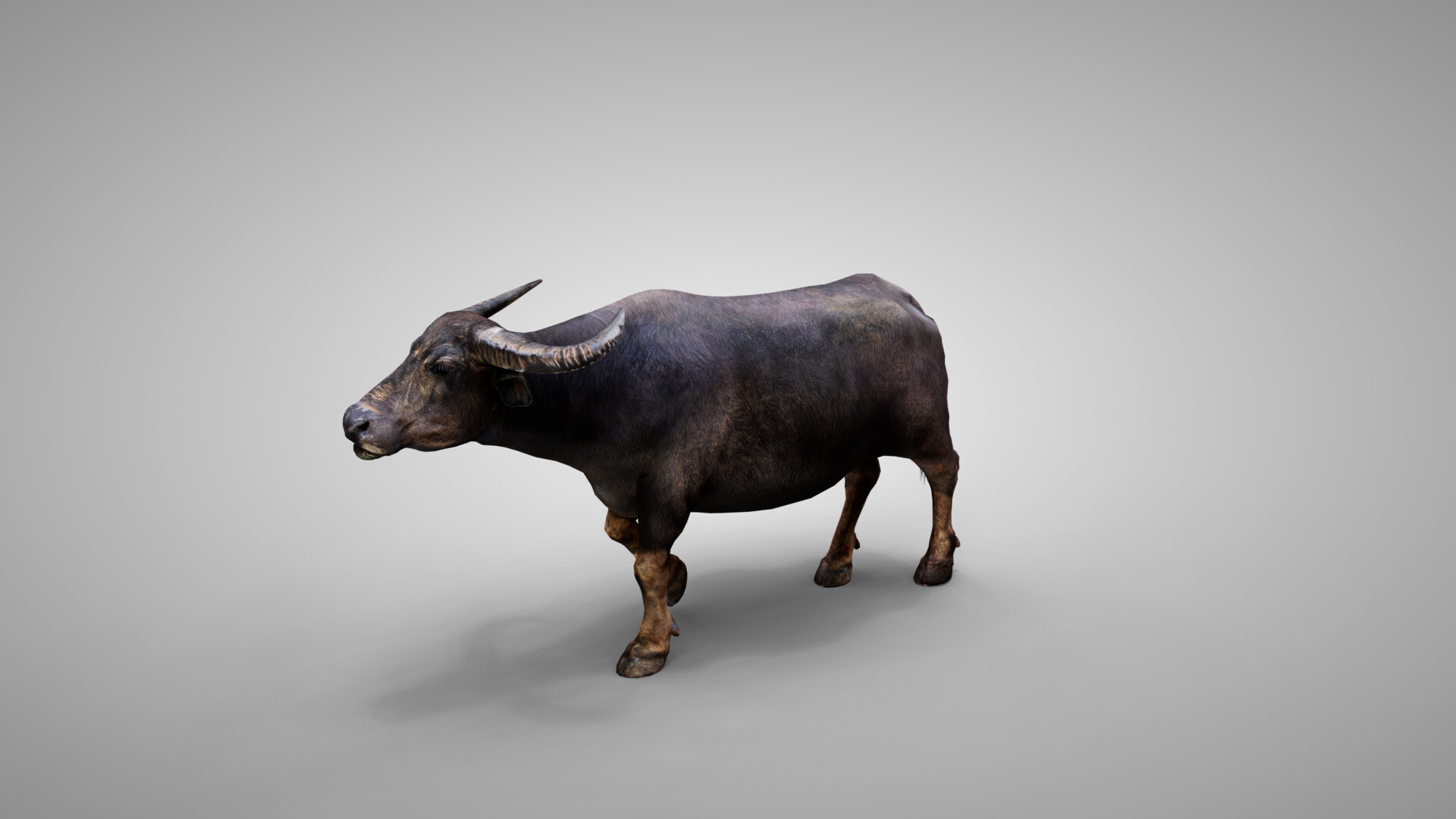 ArtStation - Animated buffalo