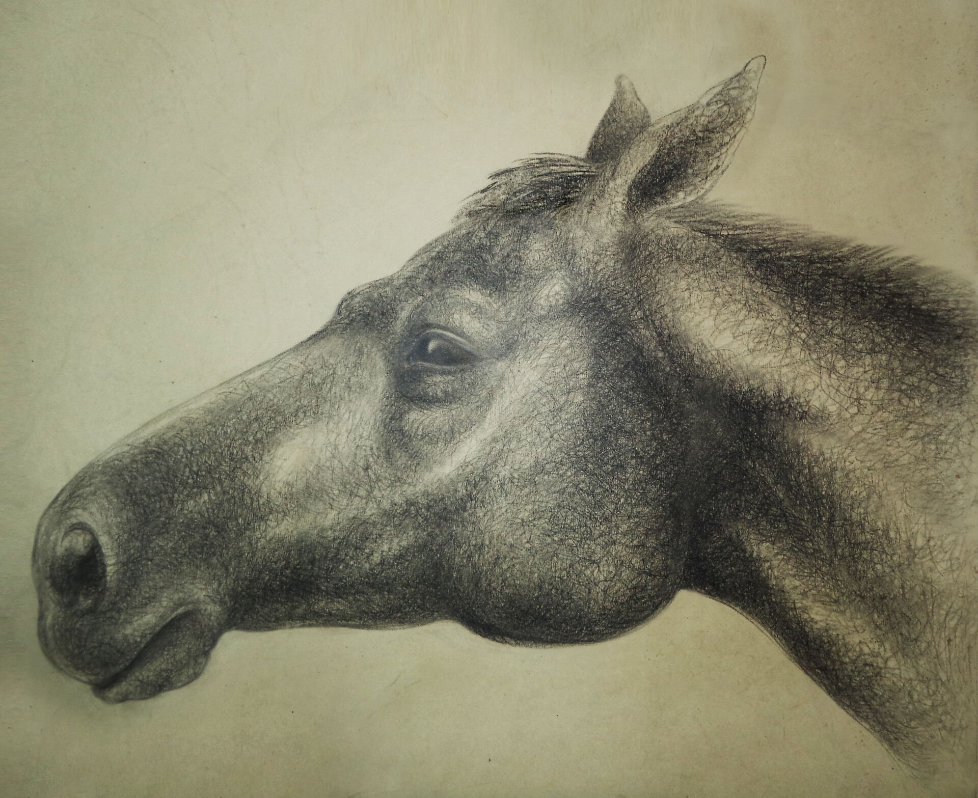 ArtStation - A Horse