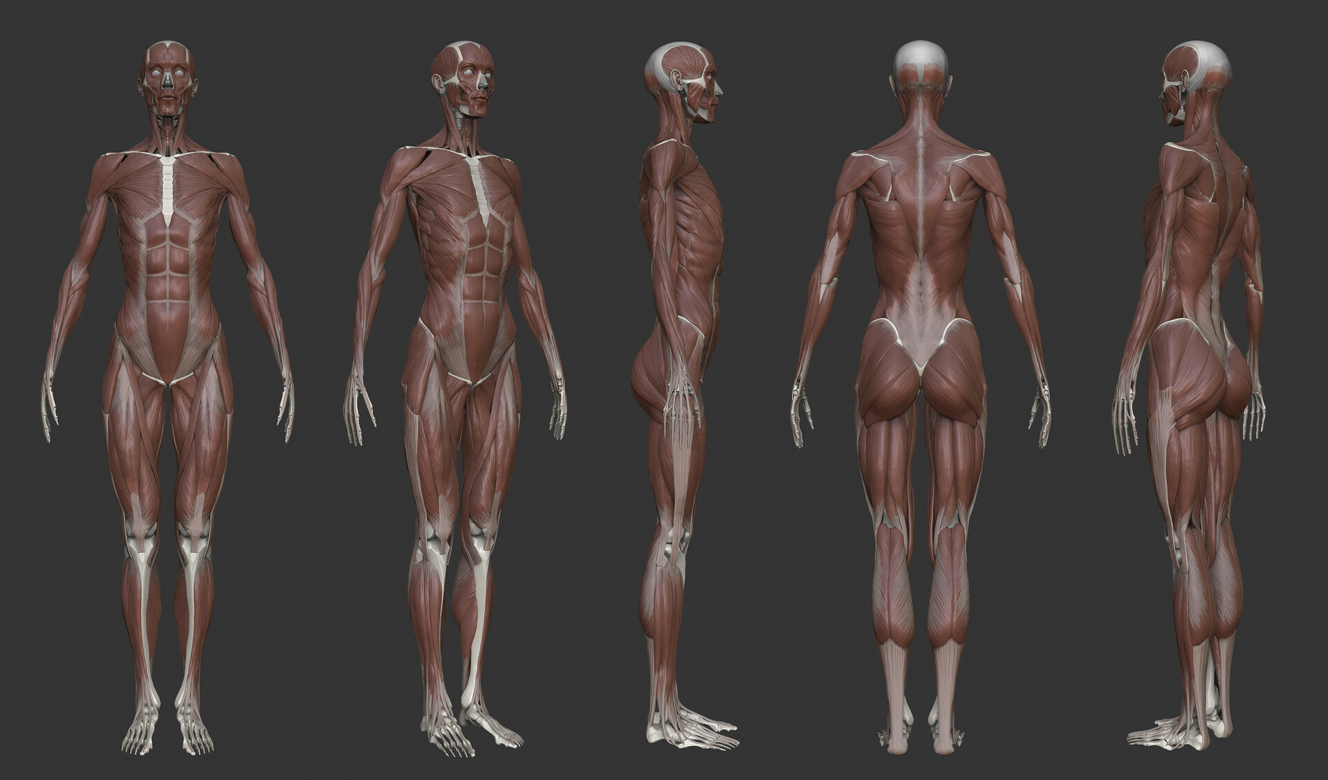 ArtStation - Ecorche