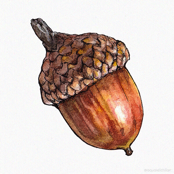 ArtStation - Watercolor Acorn Series - 2nd