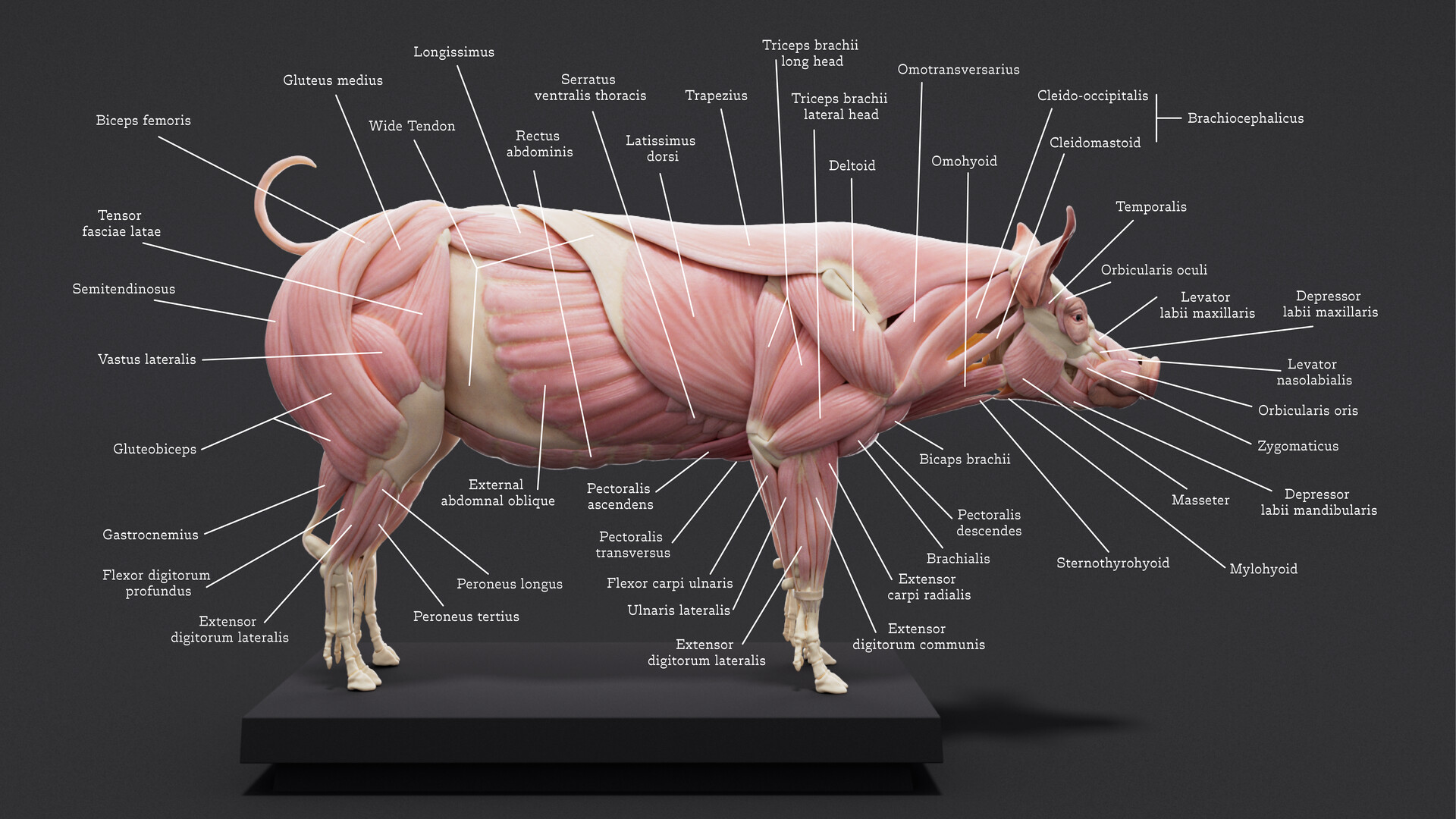 Pig Muscle Anatomy HC R075A Pig Anatomy Model High Quality PVC