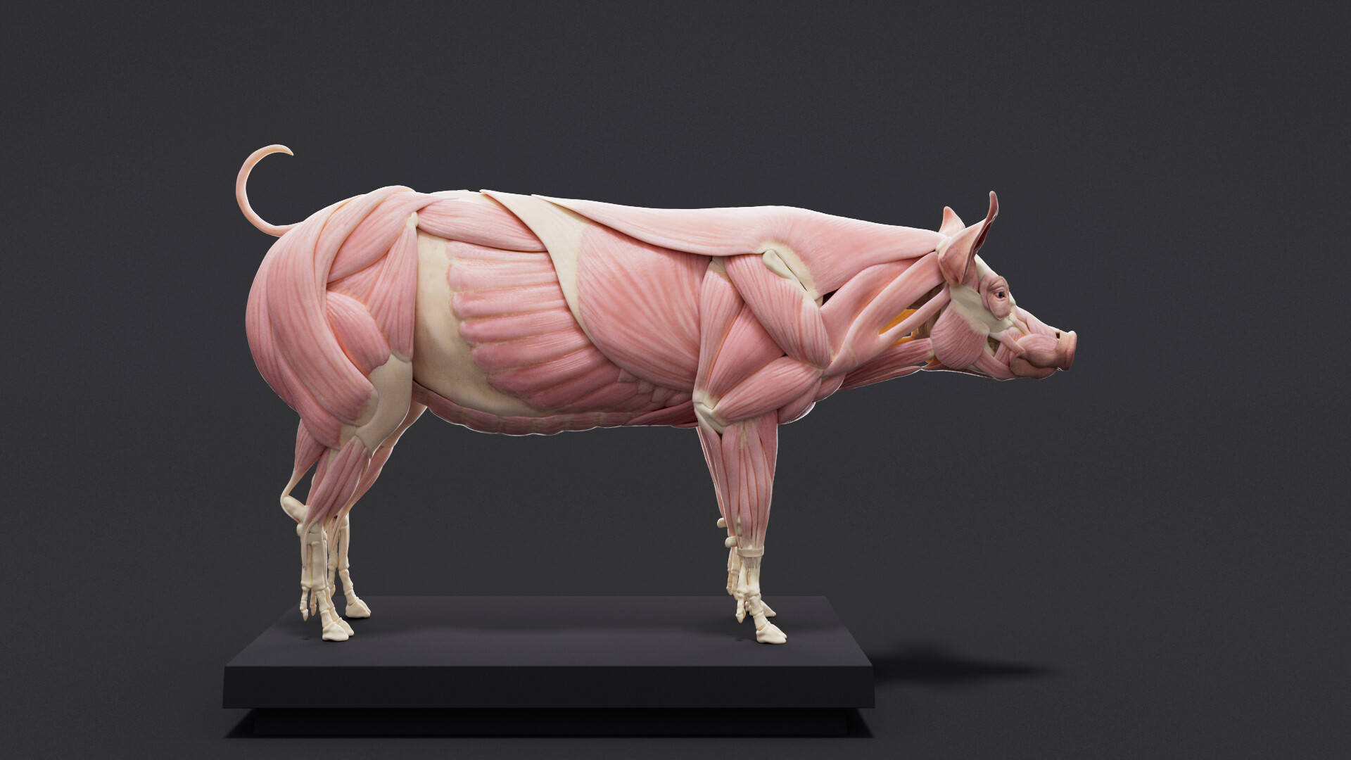 ArtStation - Pig Anatomy and Ziva Muscles Simulation