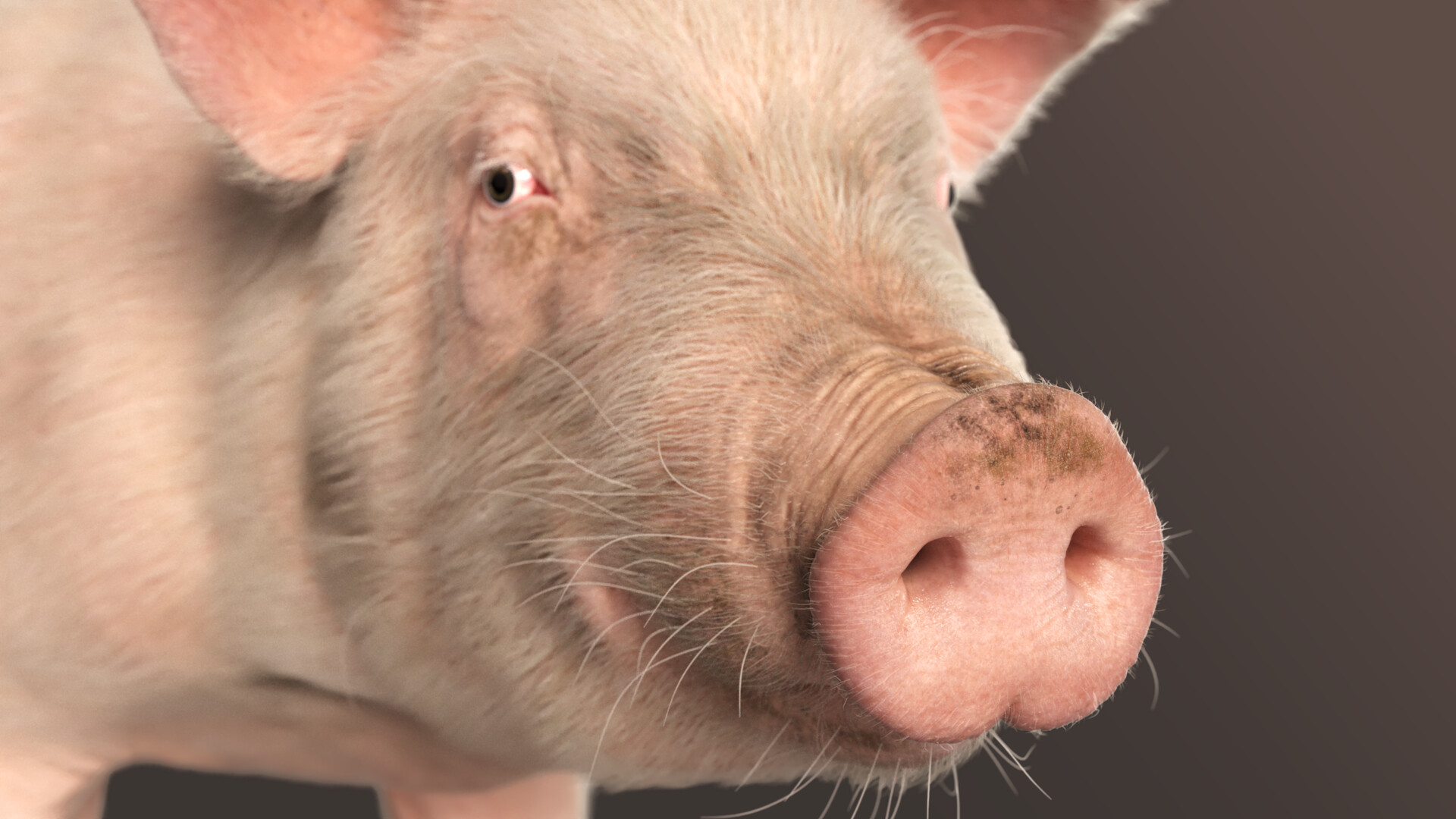 ArtStation - Pig Model with Anatomy Study