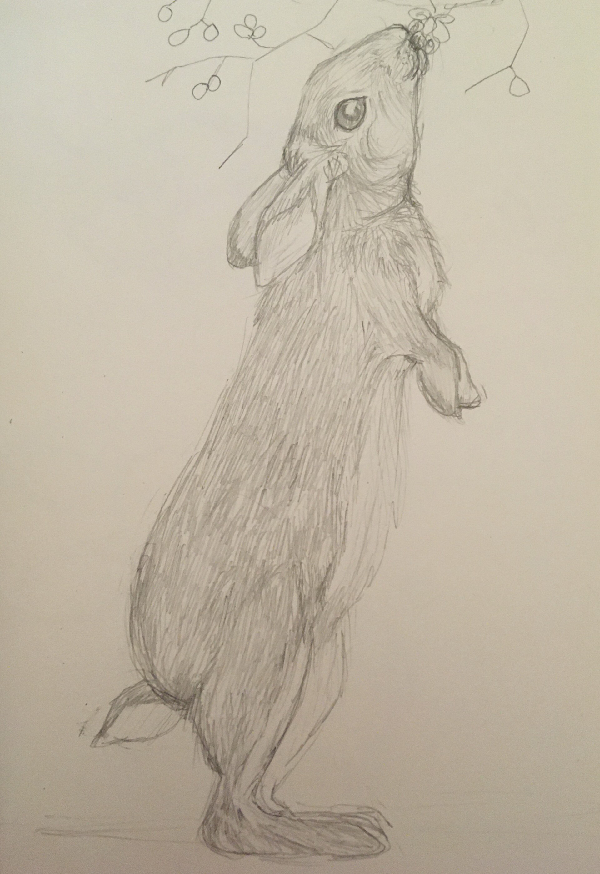 Zel Haines - Collection of observational drawings of hares and rabbits