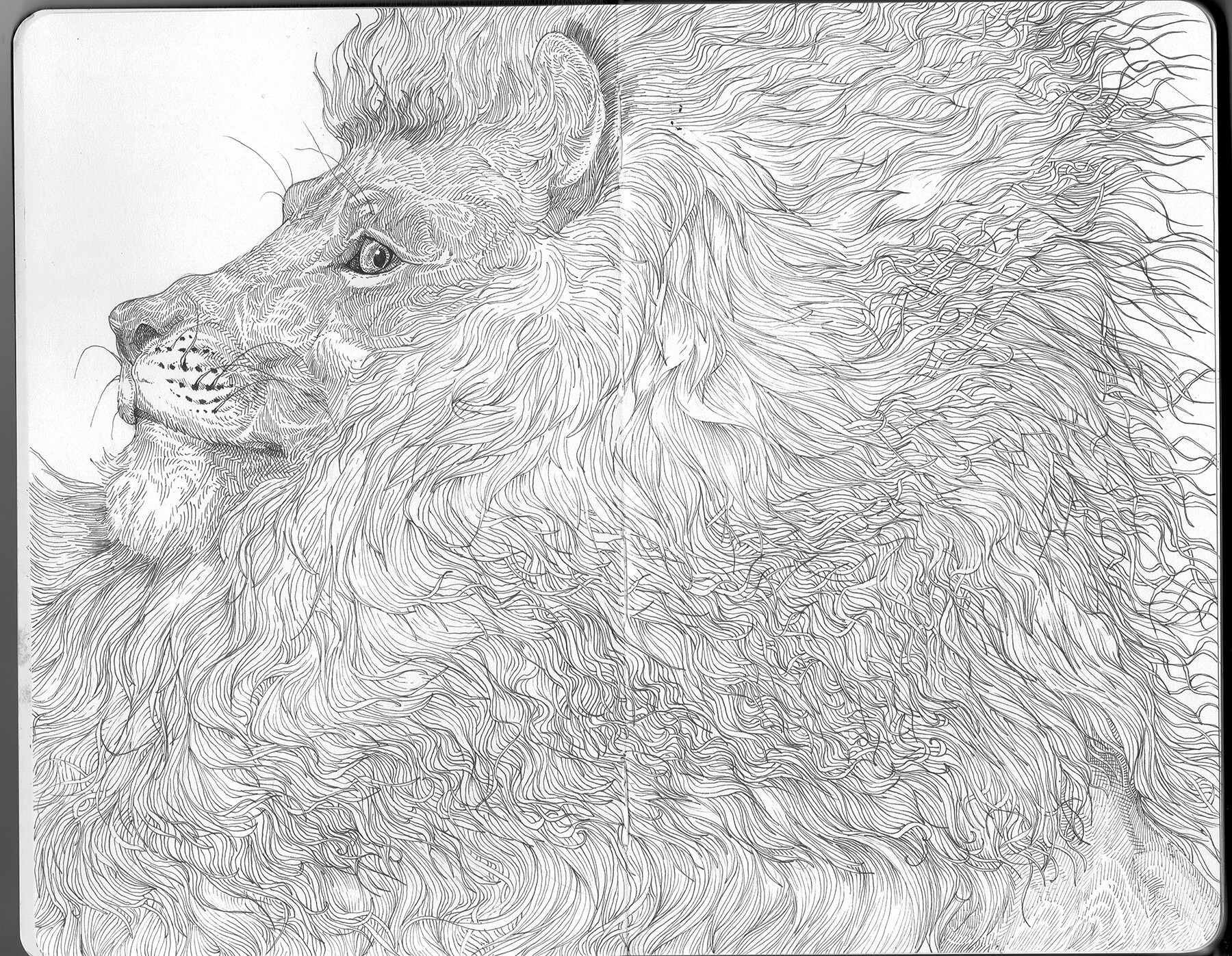 ArtStation - fine line (.03 copic) lion