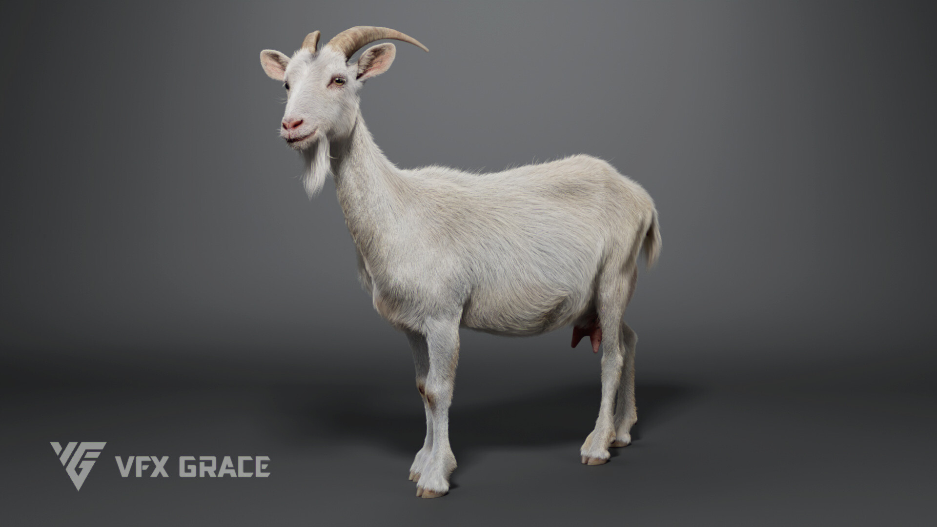 VFX models - Goat Animated - MAYA Character Asset