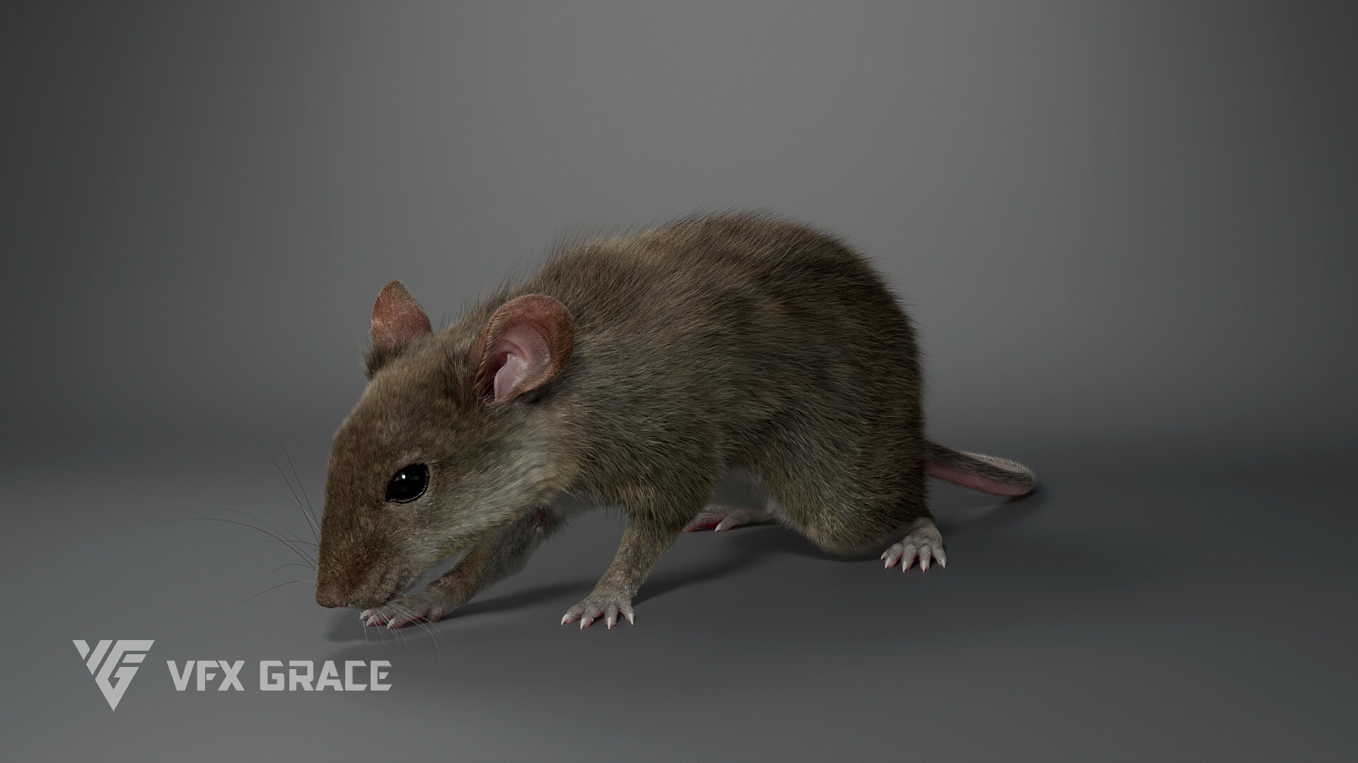 VFX models - Rat Animated - MAYA Character Asset