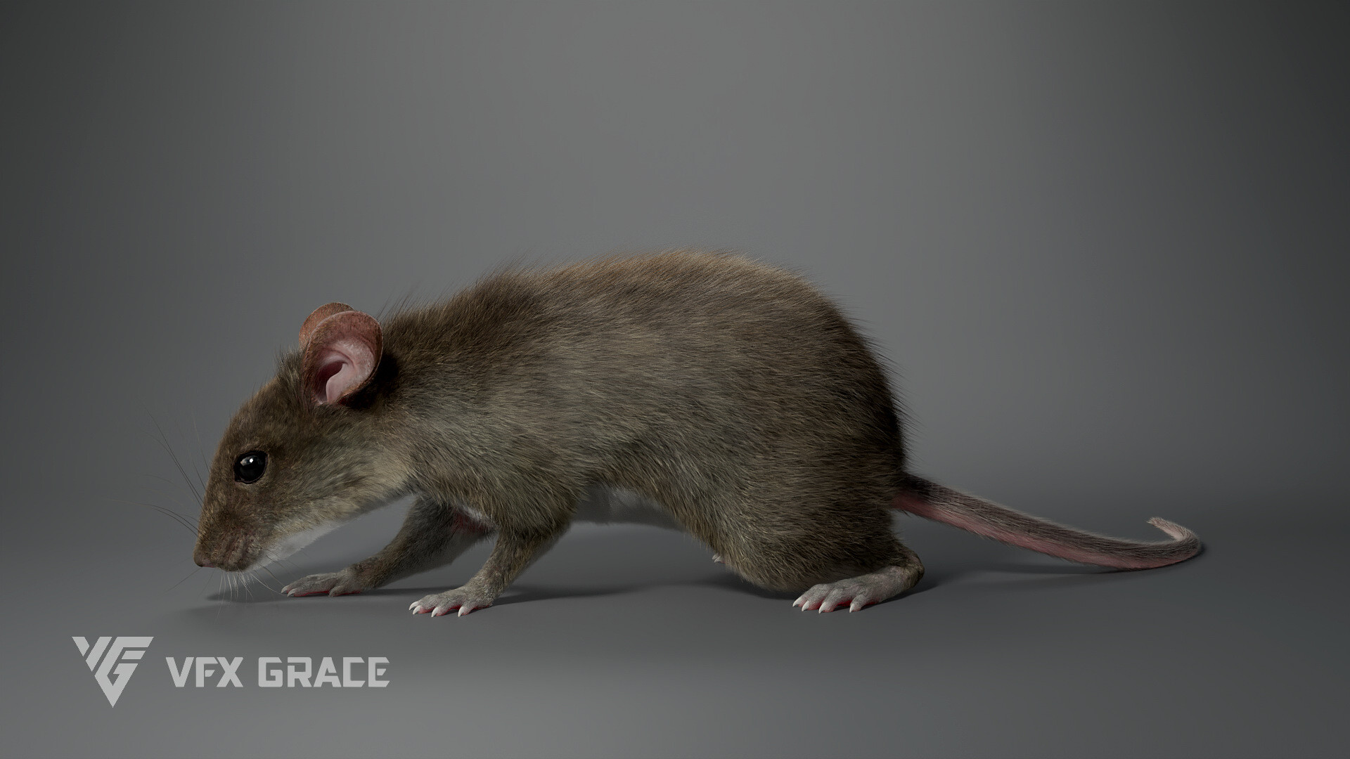 VFX models - Rat Animated - MAYA Character Asset
