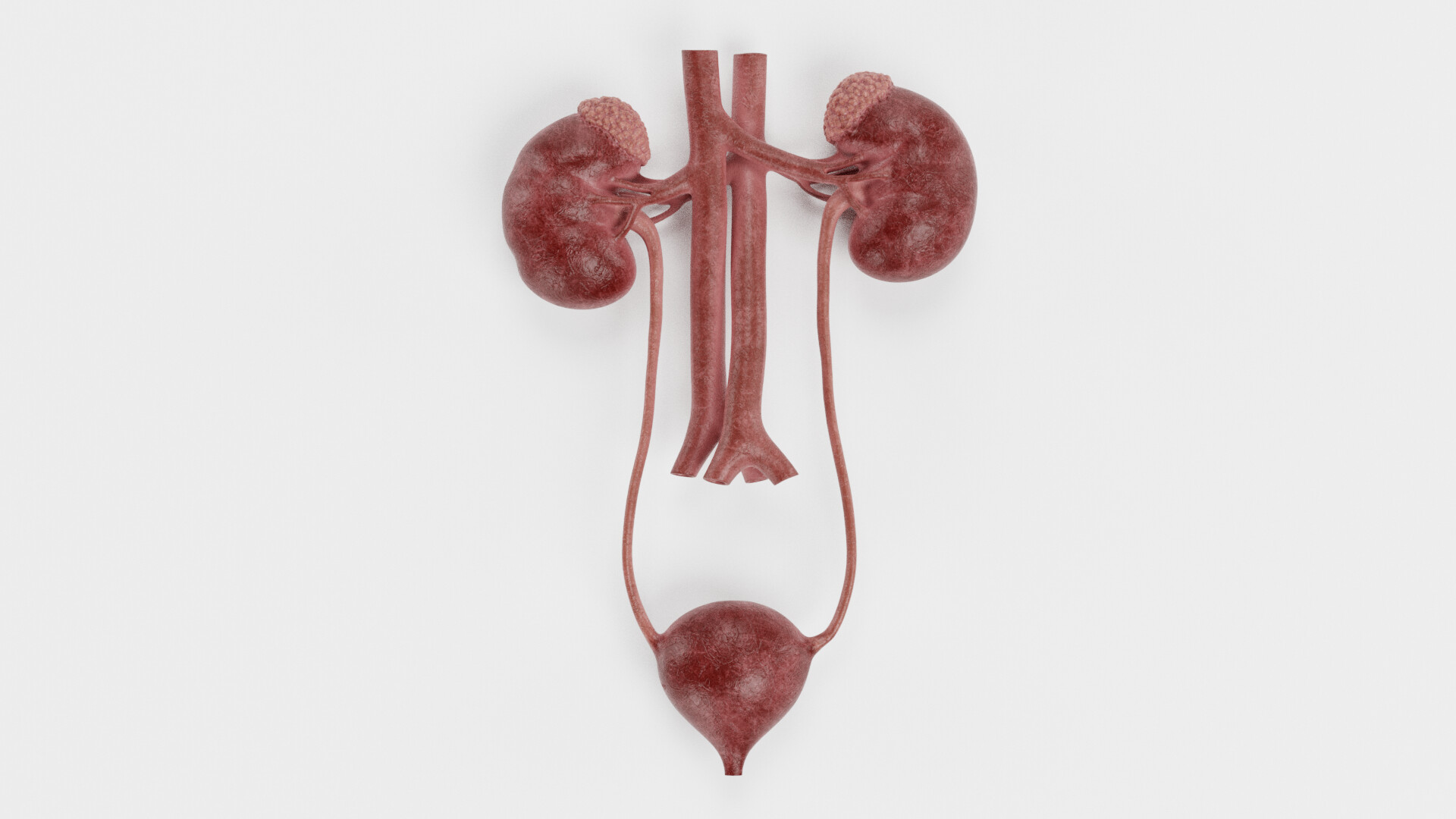 ArtStation - Anatomical 3D Model of the Human Urinary System