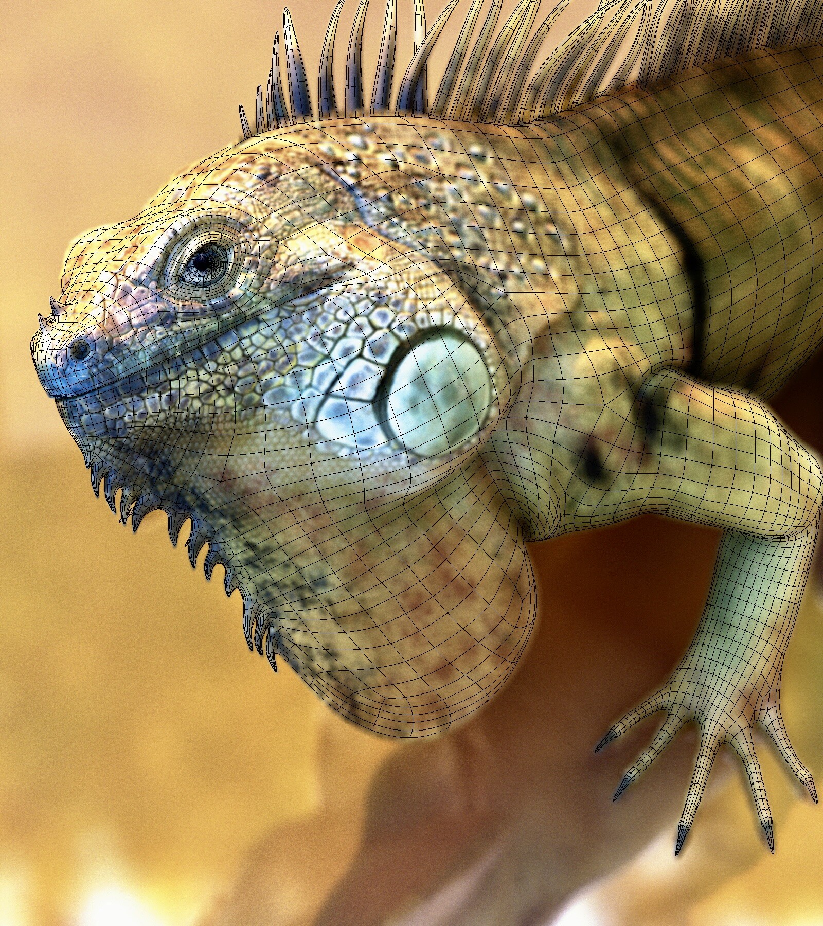 Massimo Righi - Iguana