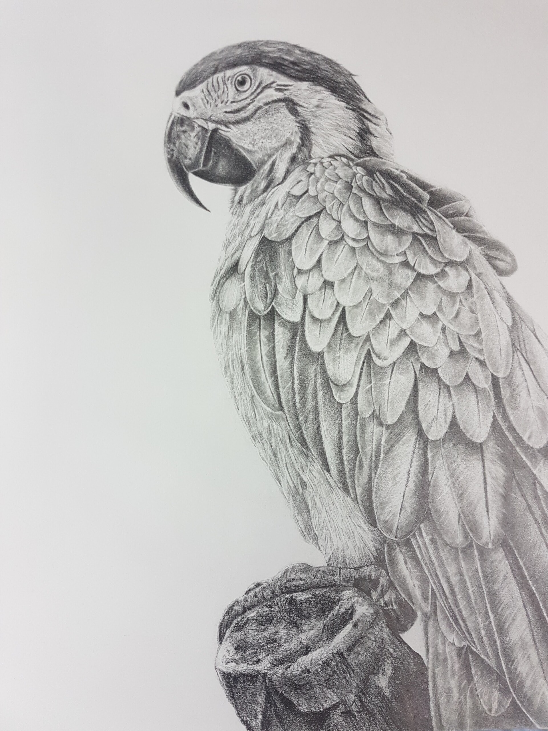 ArtStation - Observational Drawings (Organic)