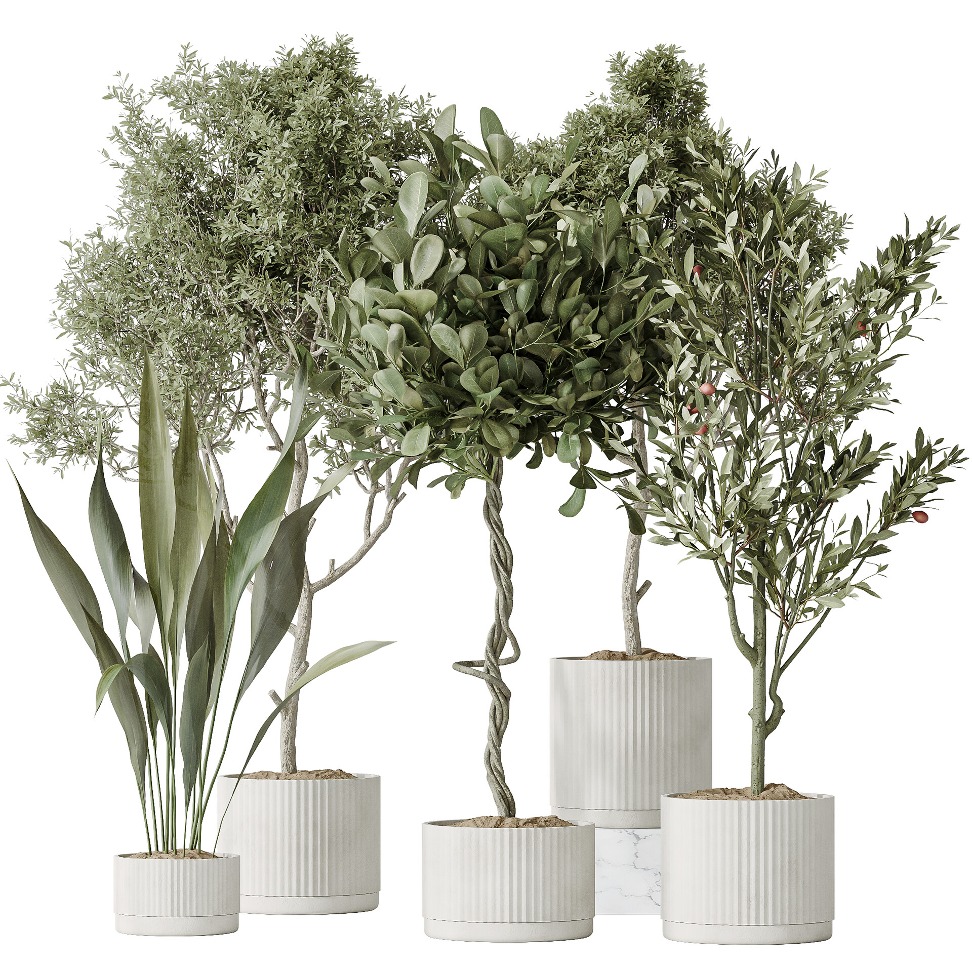 PANDORA Land - Indoor plants set 79 Wilsonii Chemlali Olive and Ficus ...