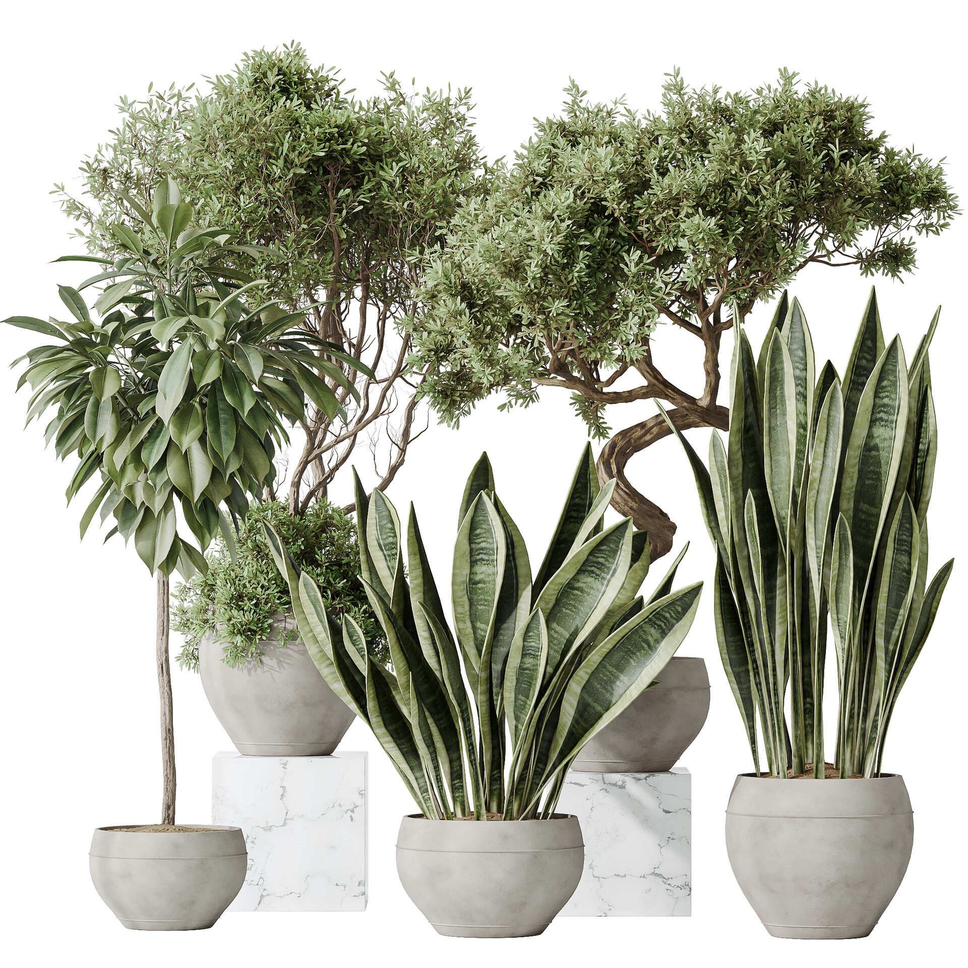 PANDORA Land - Indoor plants set 82 Ficus Cyathistipula and Green ...
