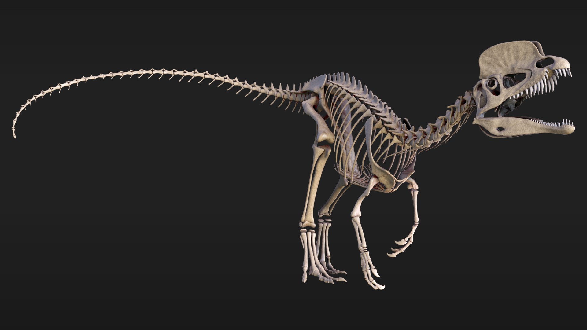dilophosaurus skeleton
