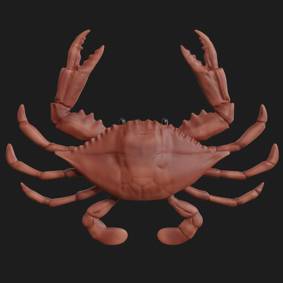 ArtStation - 3D model of a marine crab