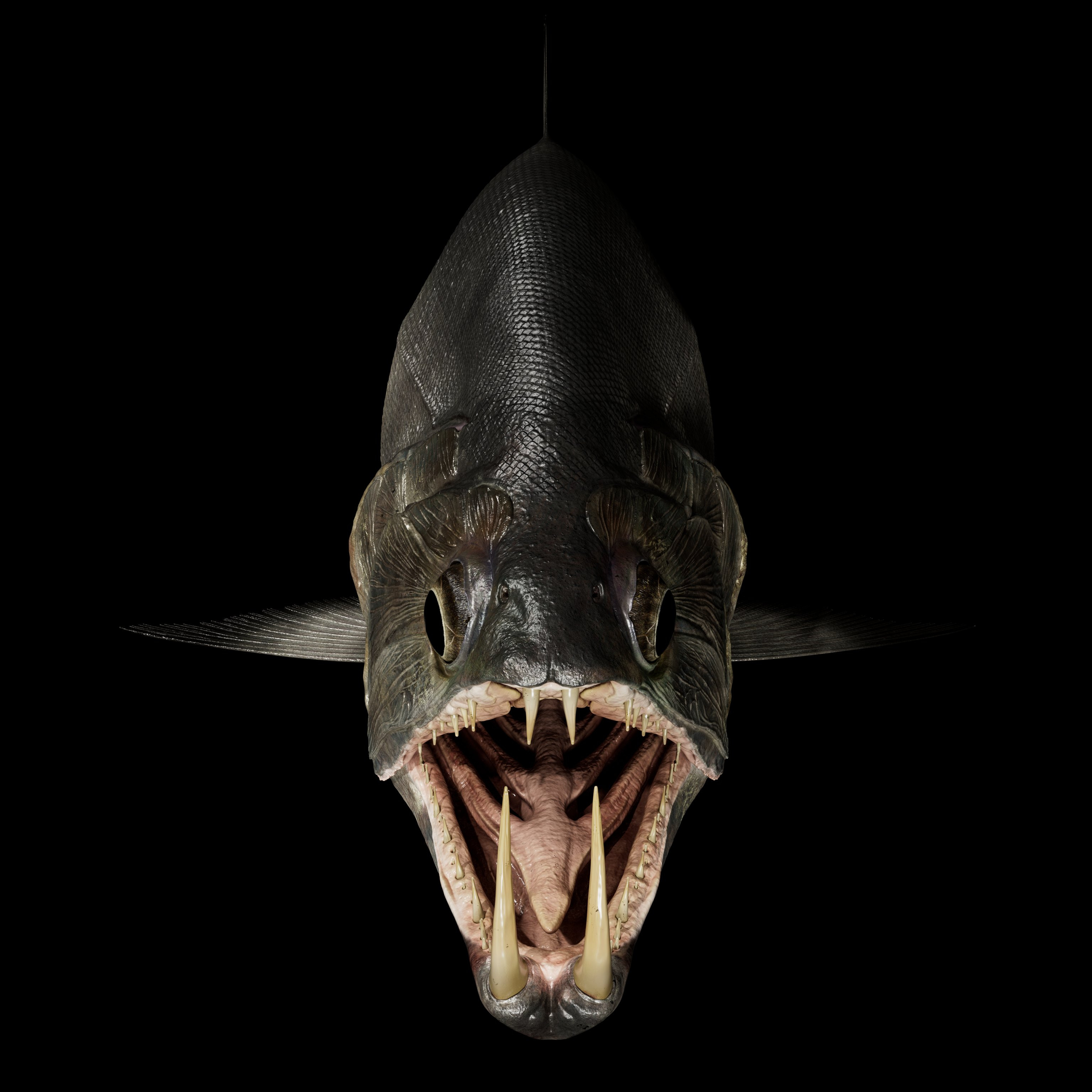 Gabriel Rezende - Payara Fish