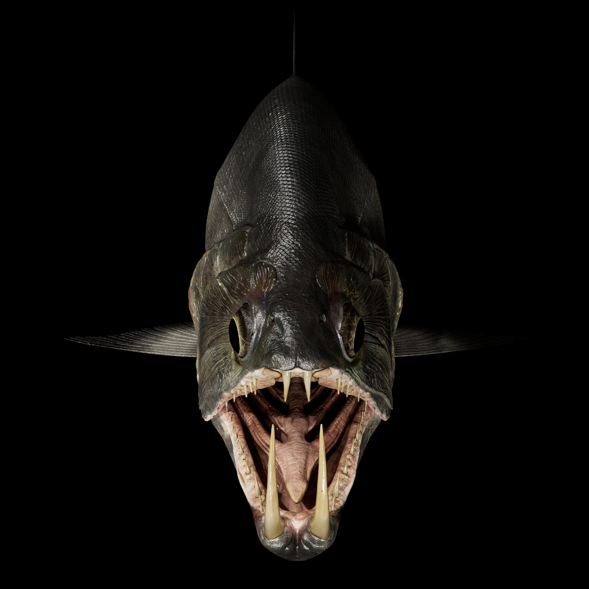 Gabriel Rezende - Payara Fish