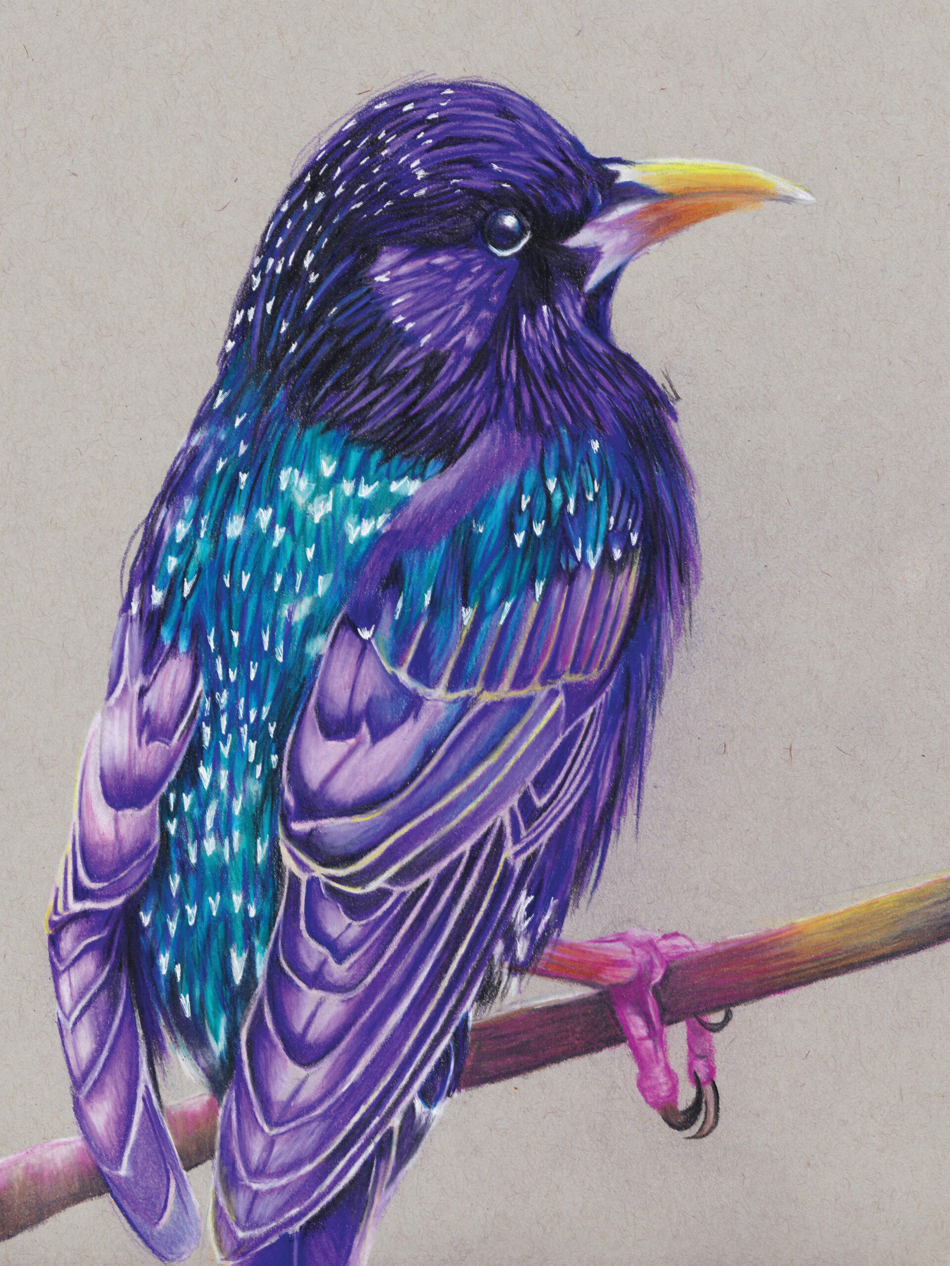 ArtStation - European Starling