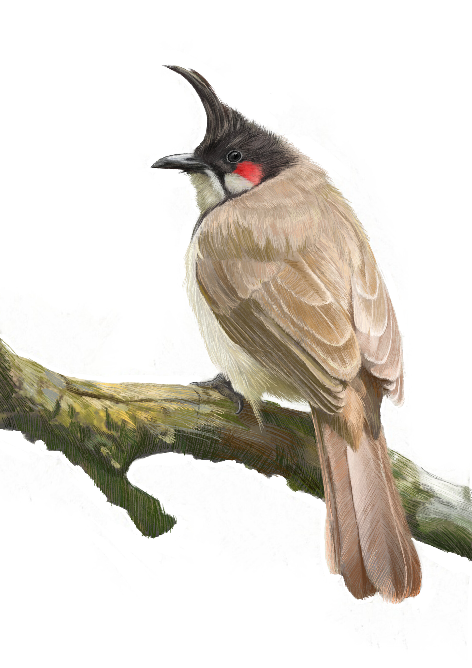 ArtStation - red-whiskered_Bulbul