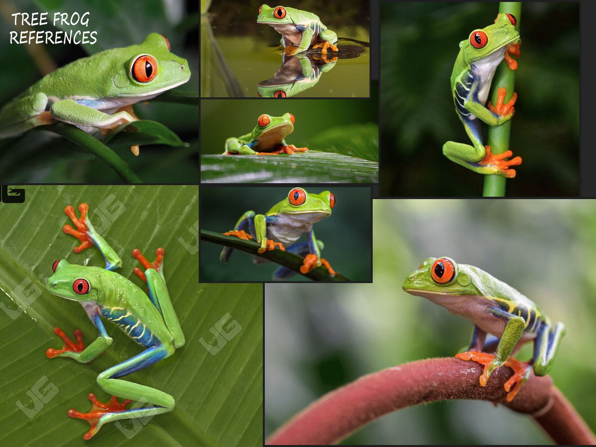 tree frog drawing reference