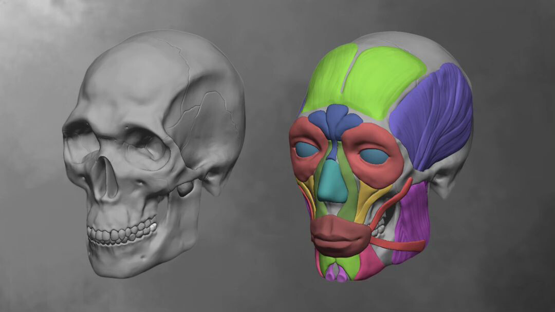 ArtStation - Skull Zbrush