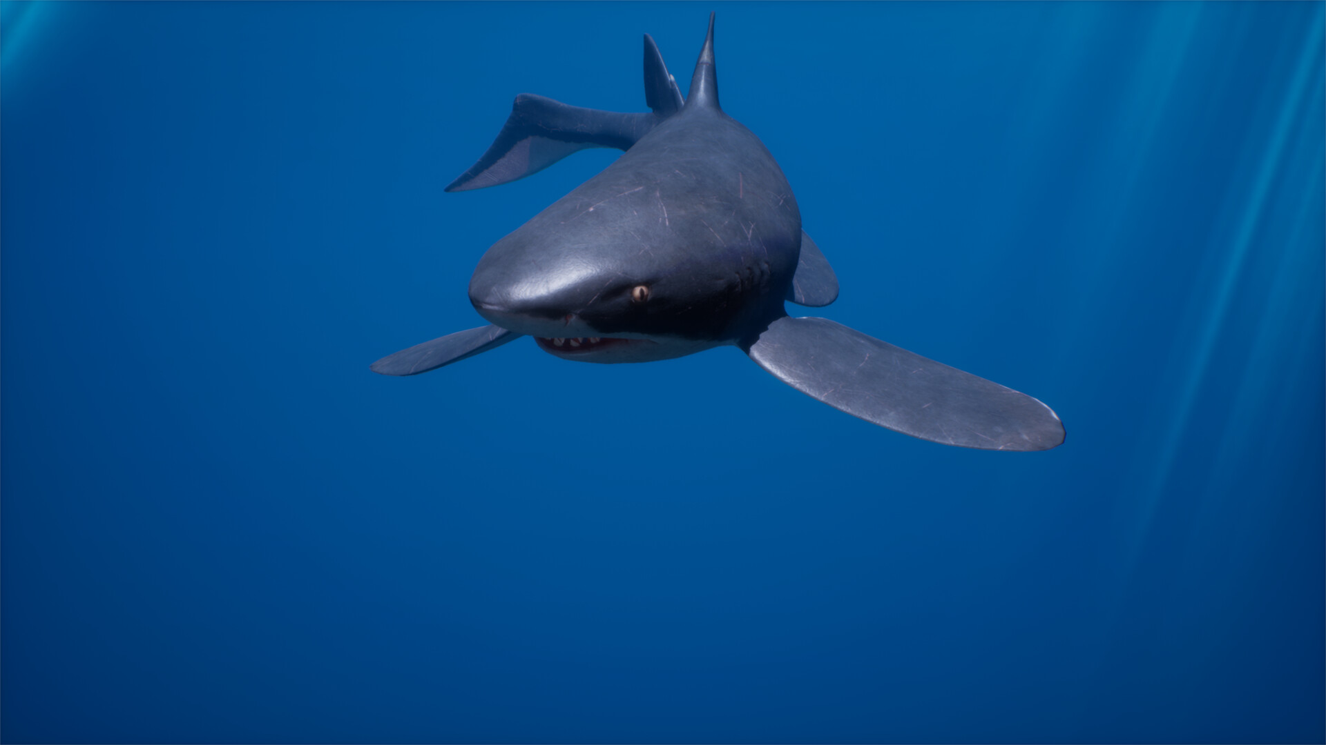 Daniel Rosa - Cambric Ocean Creatures