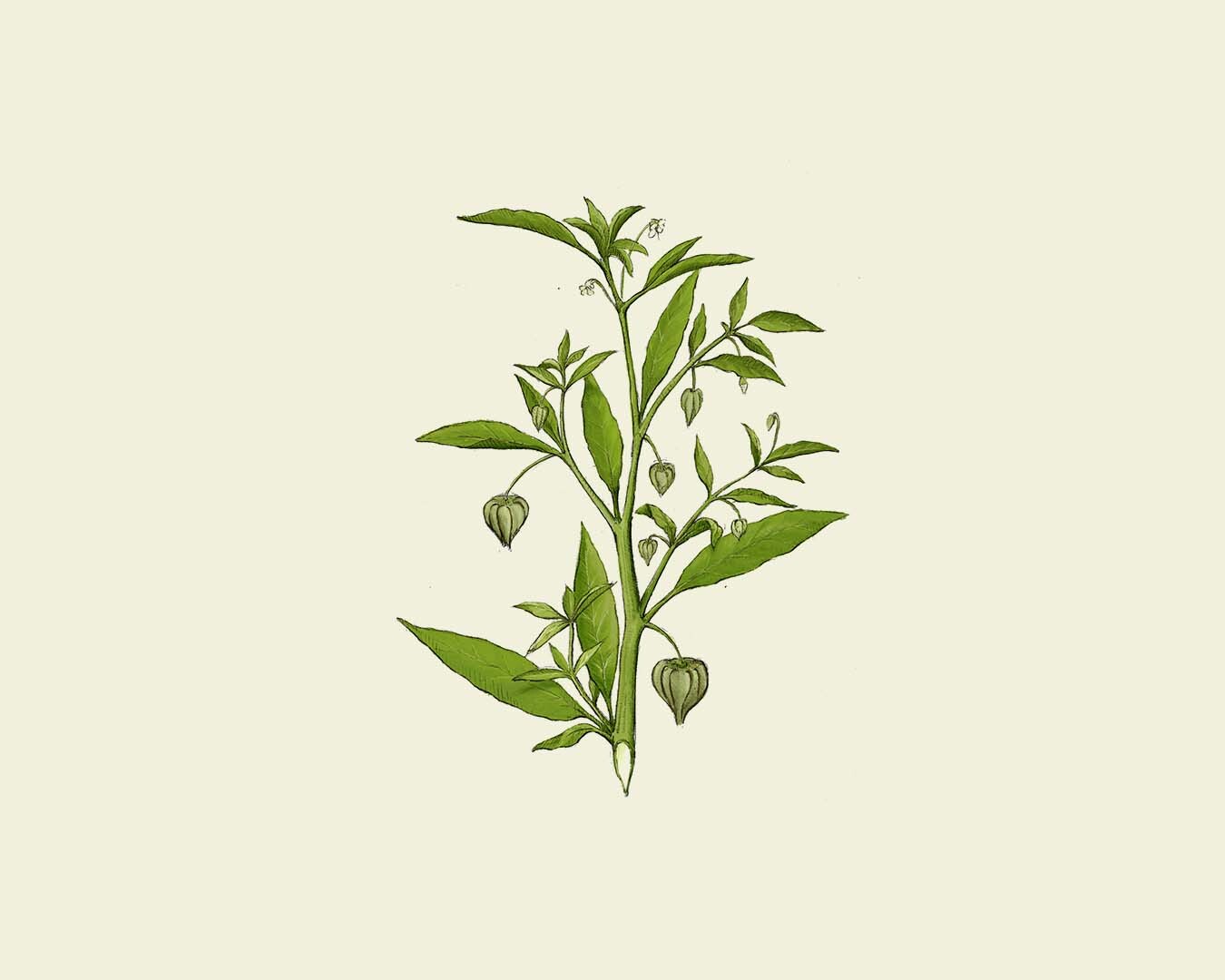 ArtStation - CIPLUKAN ( Physalis angulata )