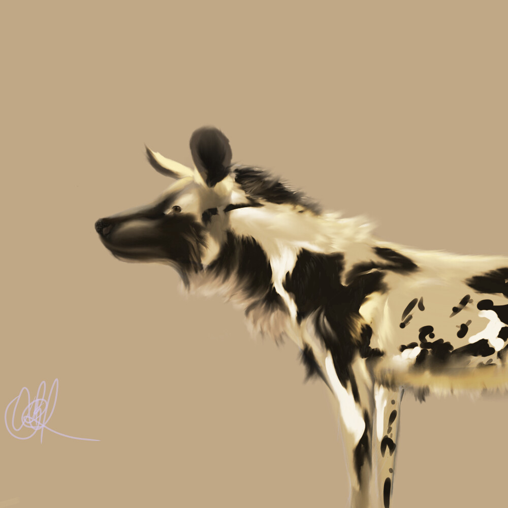 ArtStation - (African)Painted dog
