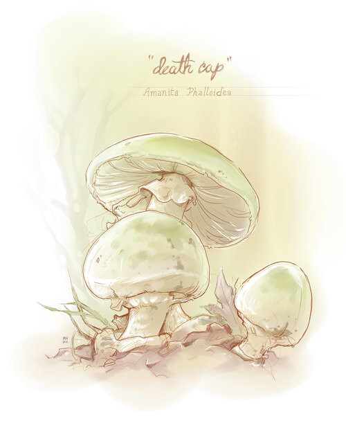 ArtStation - Deadly Mushroom Illustrations