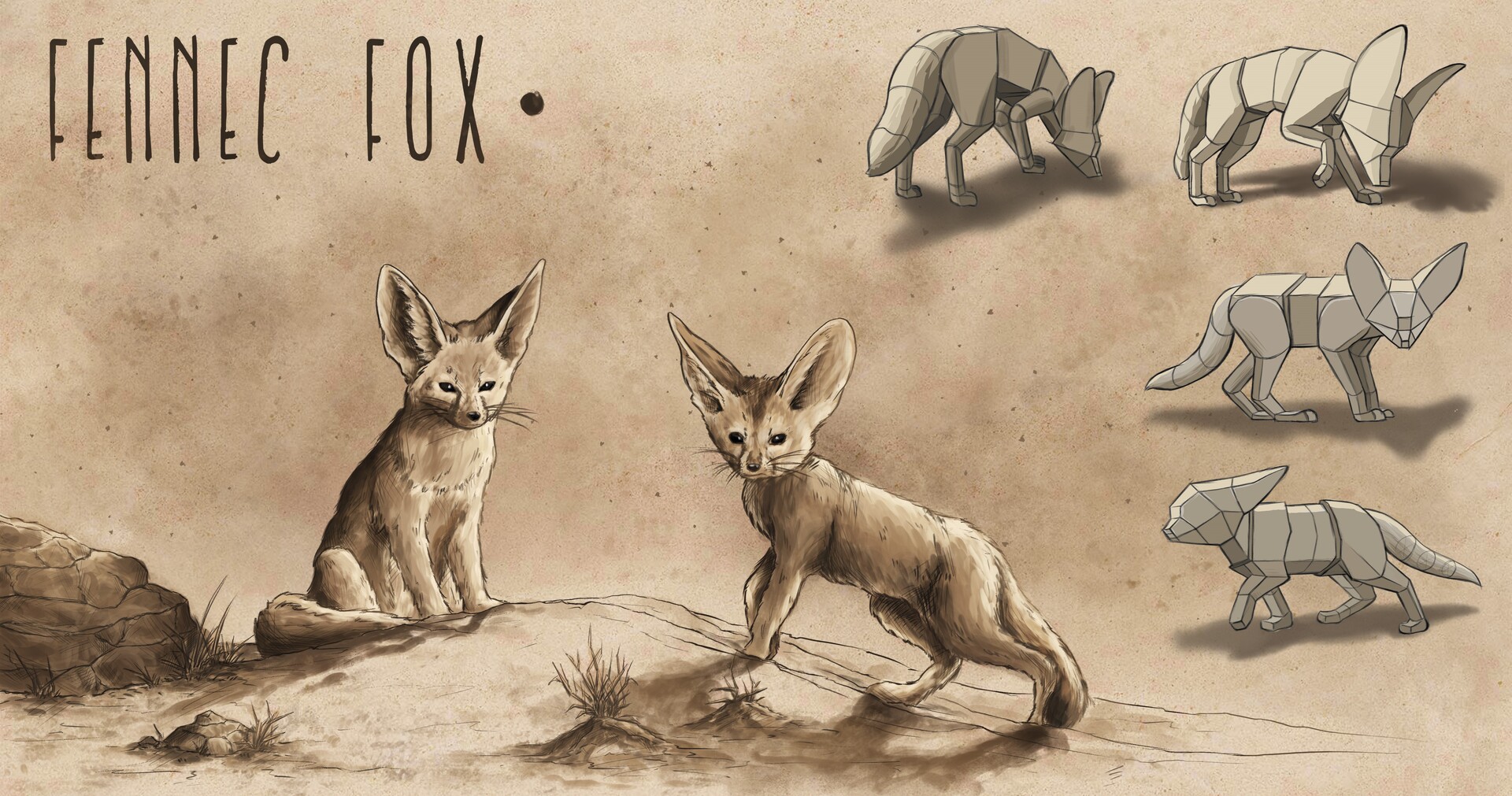 ArtStation - Fennec Fox Study
