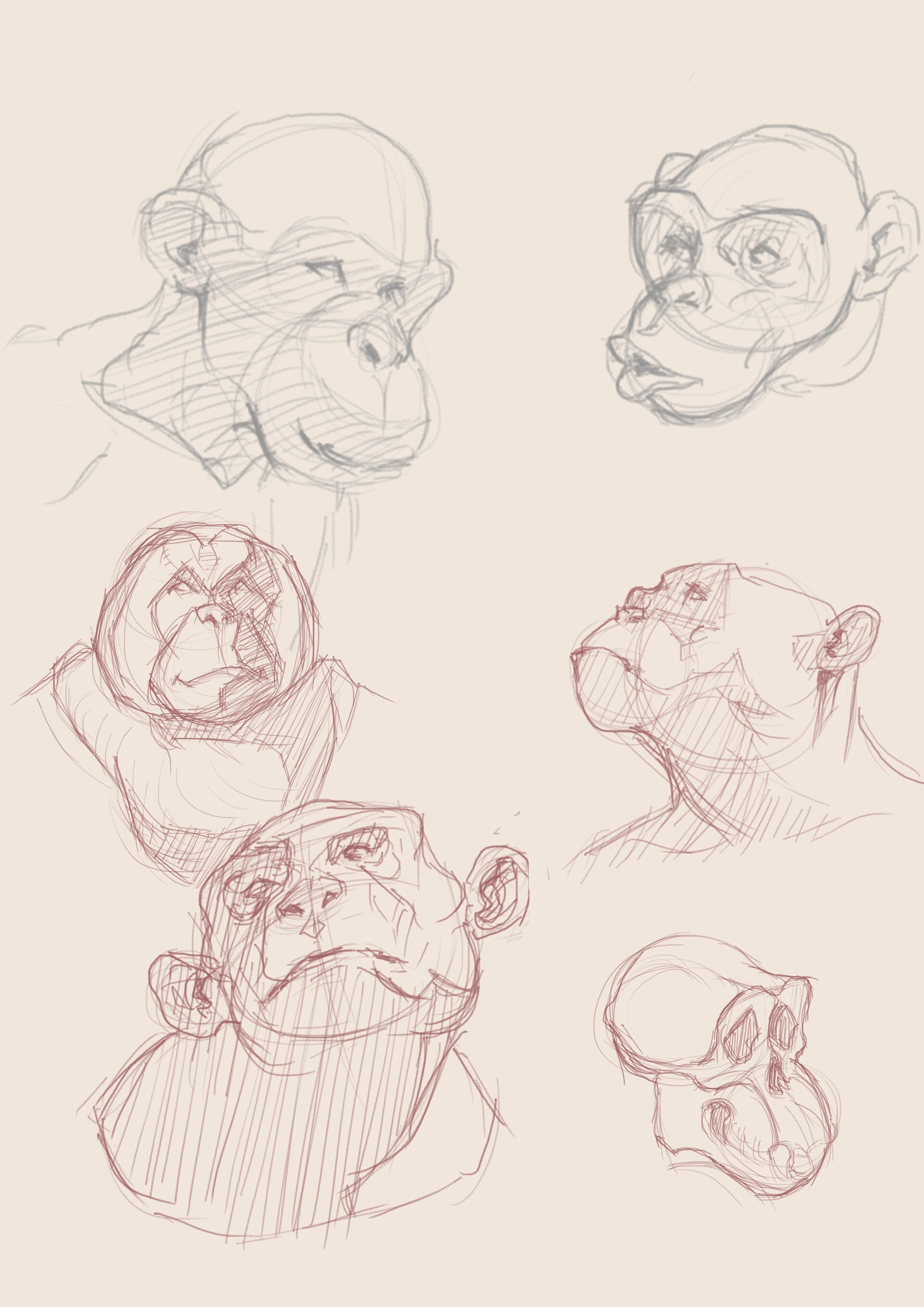 ArtStation - Primates head sketchs