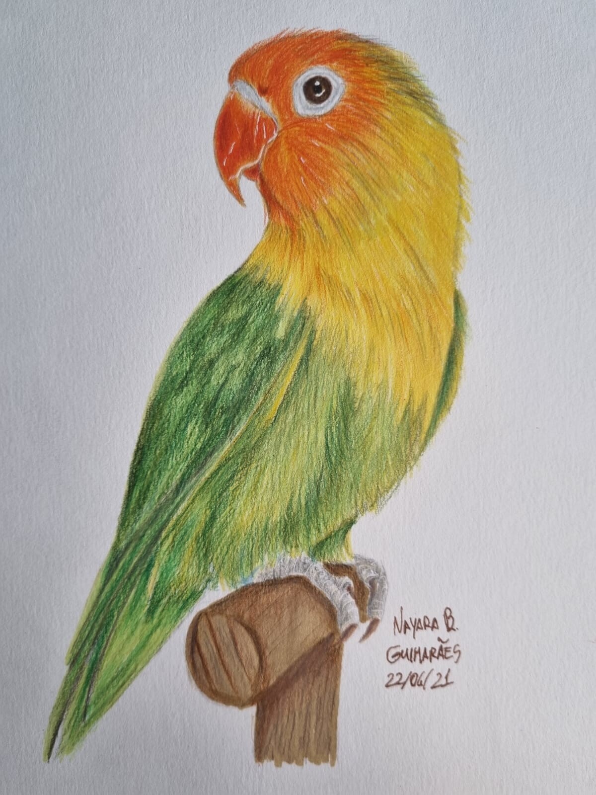 ArtStation - Agaporne/ Love bird (Agapornis) - Colored Pencils