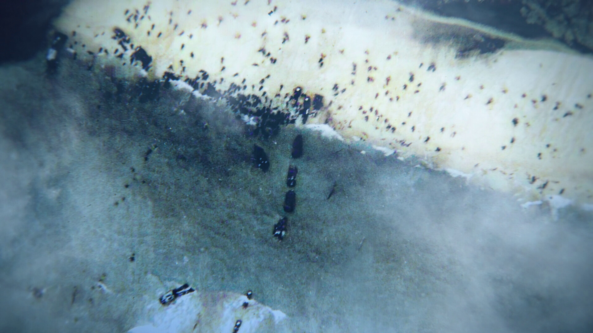 klampt - D-Day - 100 jours pour la liberté