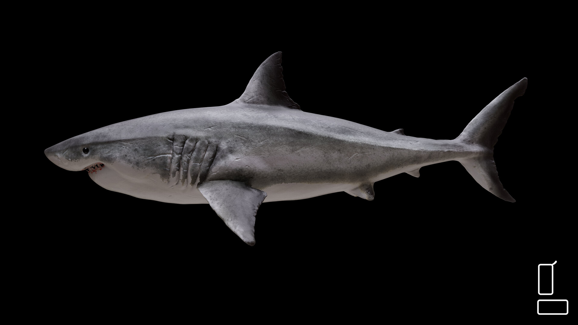 ArtStation - Great White Shark - Texture