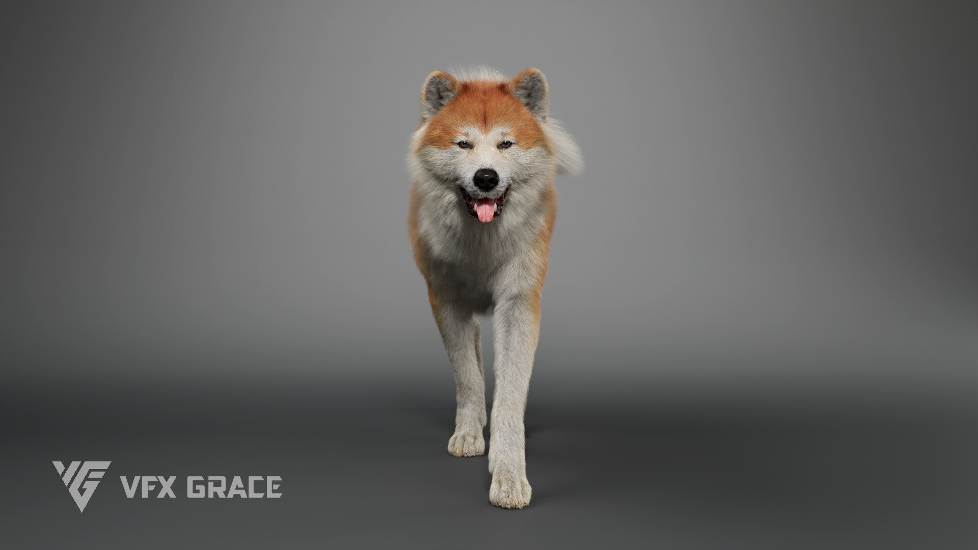 VFX models - Akita Dog Animated - MAYA Character Asset