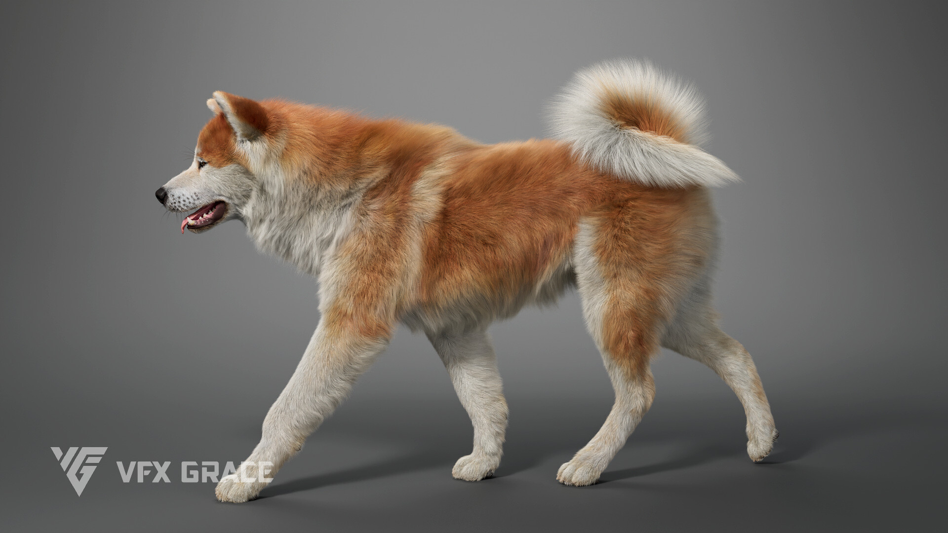 VFX models - Akita Dog Animated - MAYA Character Asset