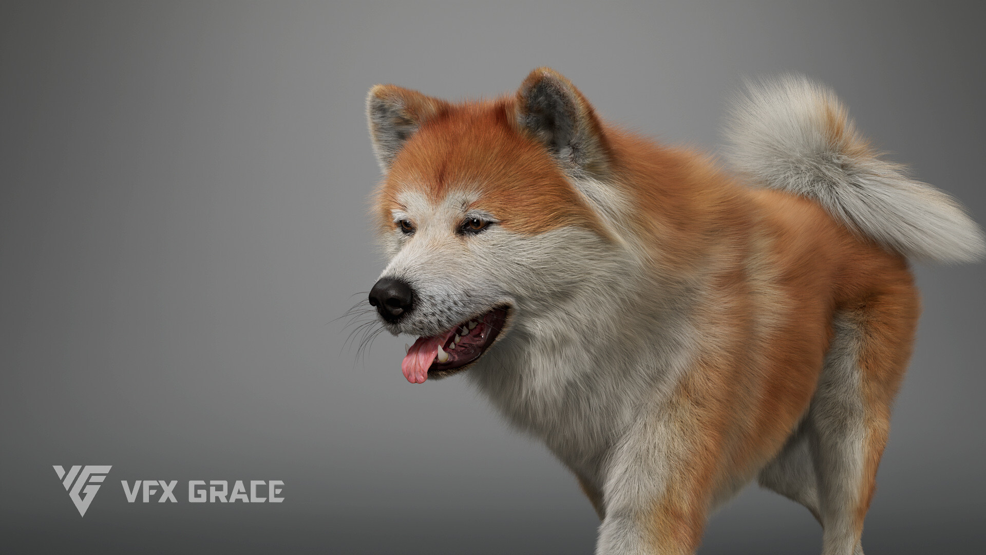 VFX models - Akita Dog Animated - MAYA Character Asset