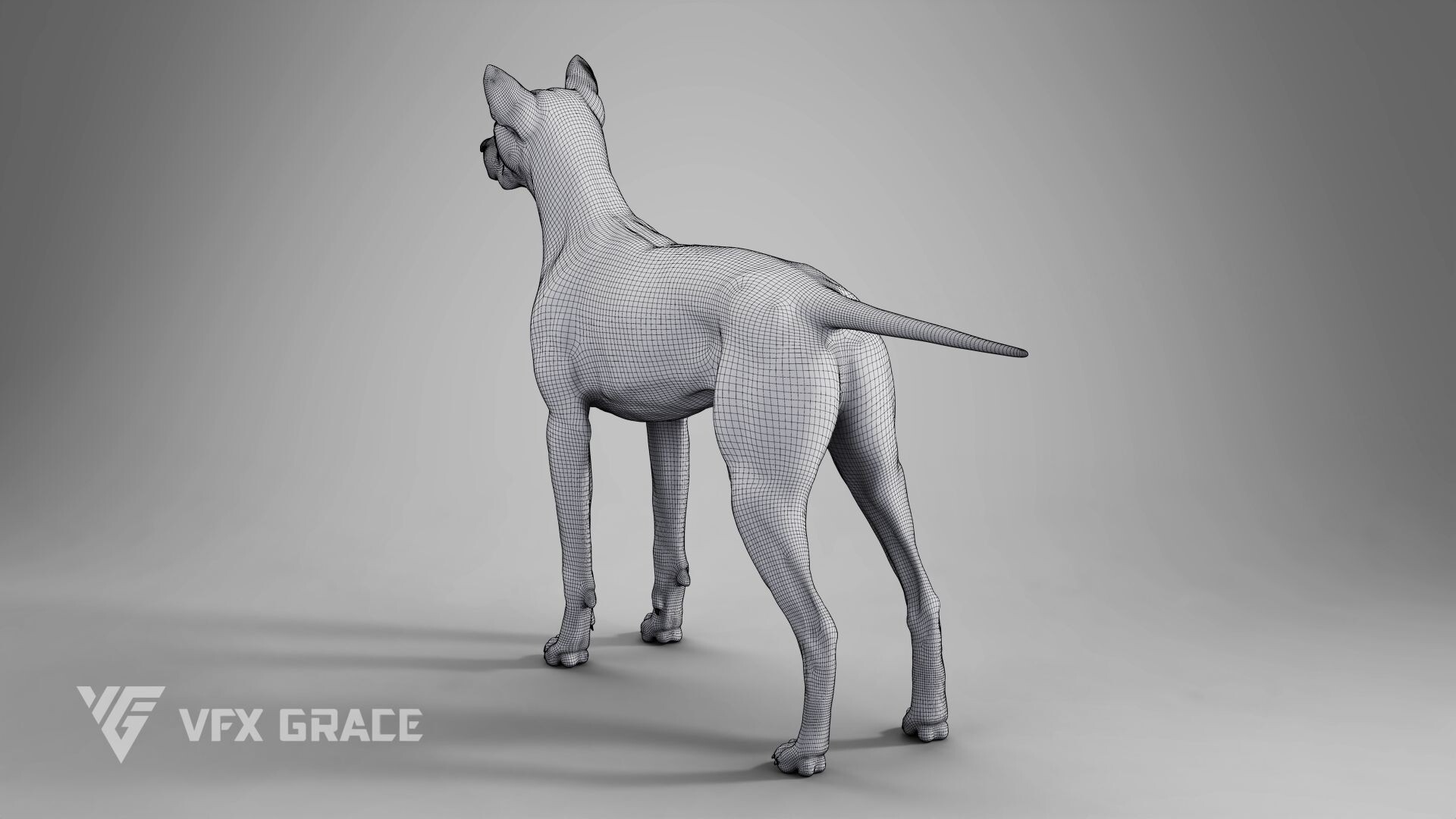 VFX models - Akita Dog Animated - MAYA Character Asset