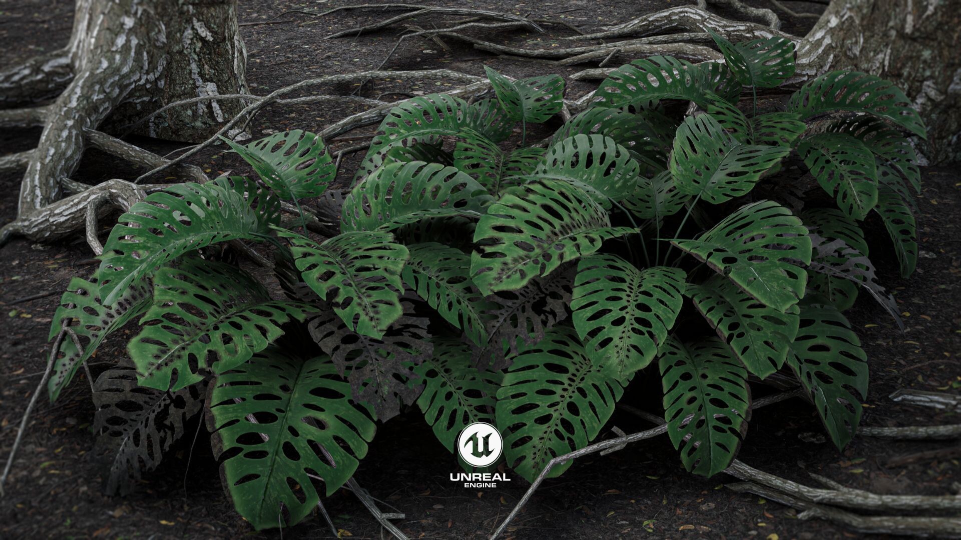 ArtStation - Monstera Plant - Vegetation Study