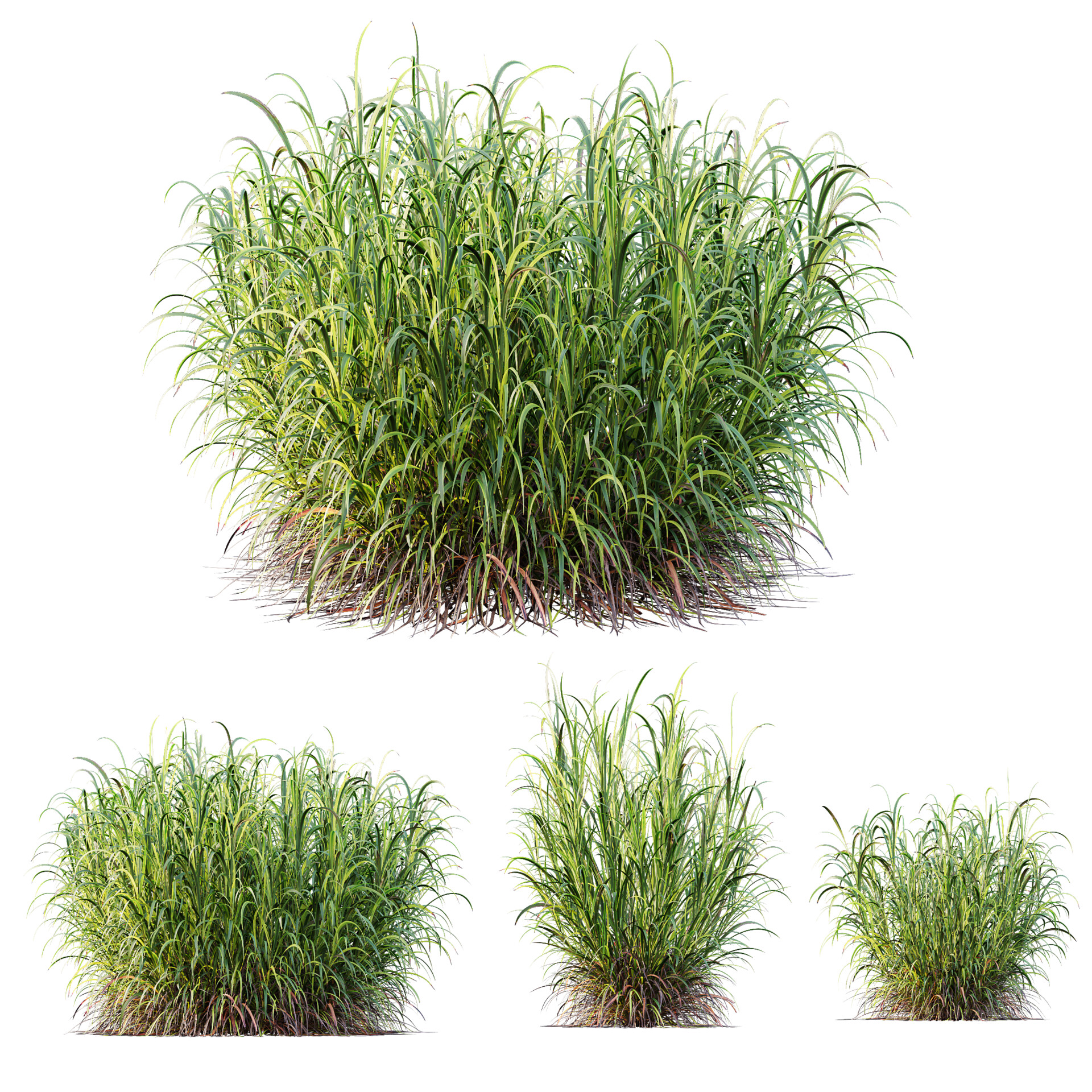 ArtStation - HQ Plants Elephant Grass Pennisetum Purpureum