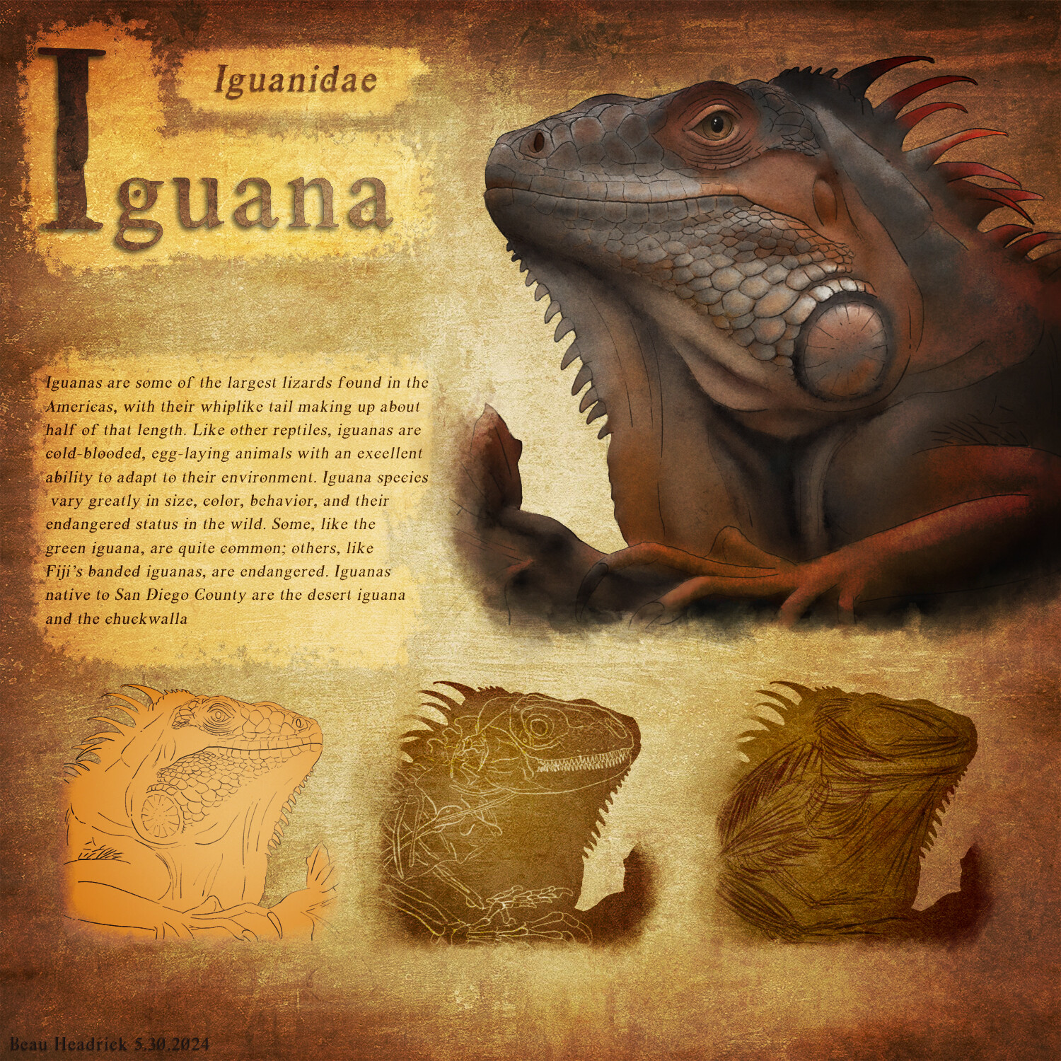 ArtStation - Iguana Study - Creature Documentation