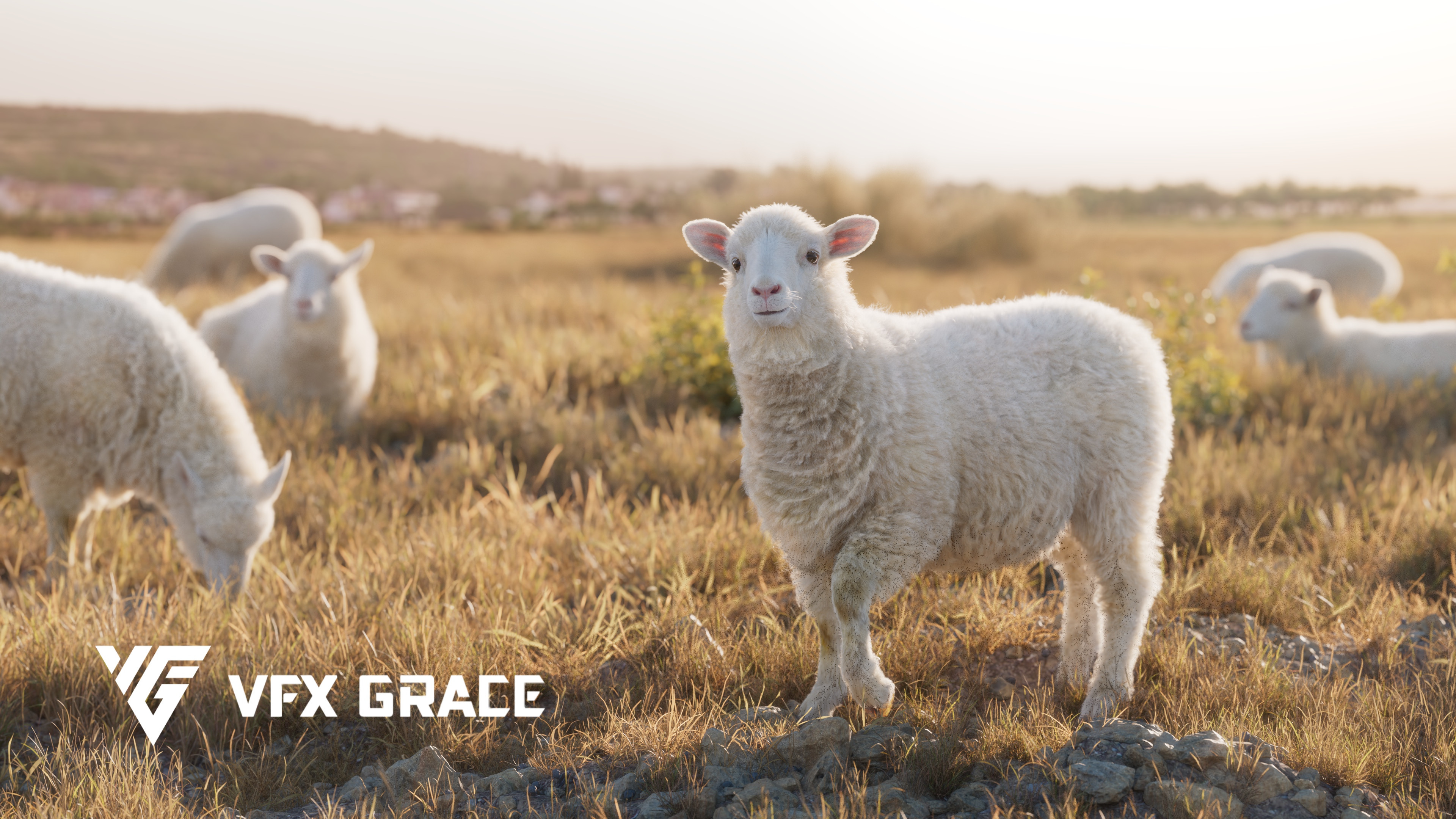 VFX models - Youth Sheep Animated - MAYA Character Asset