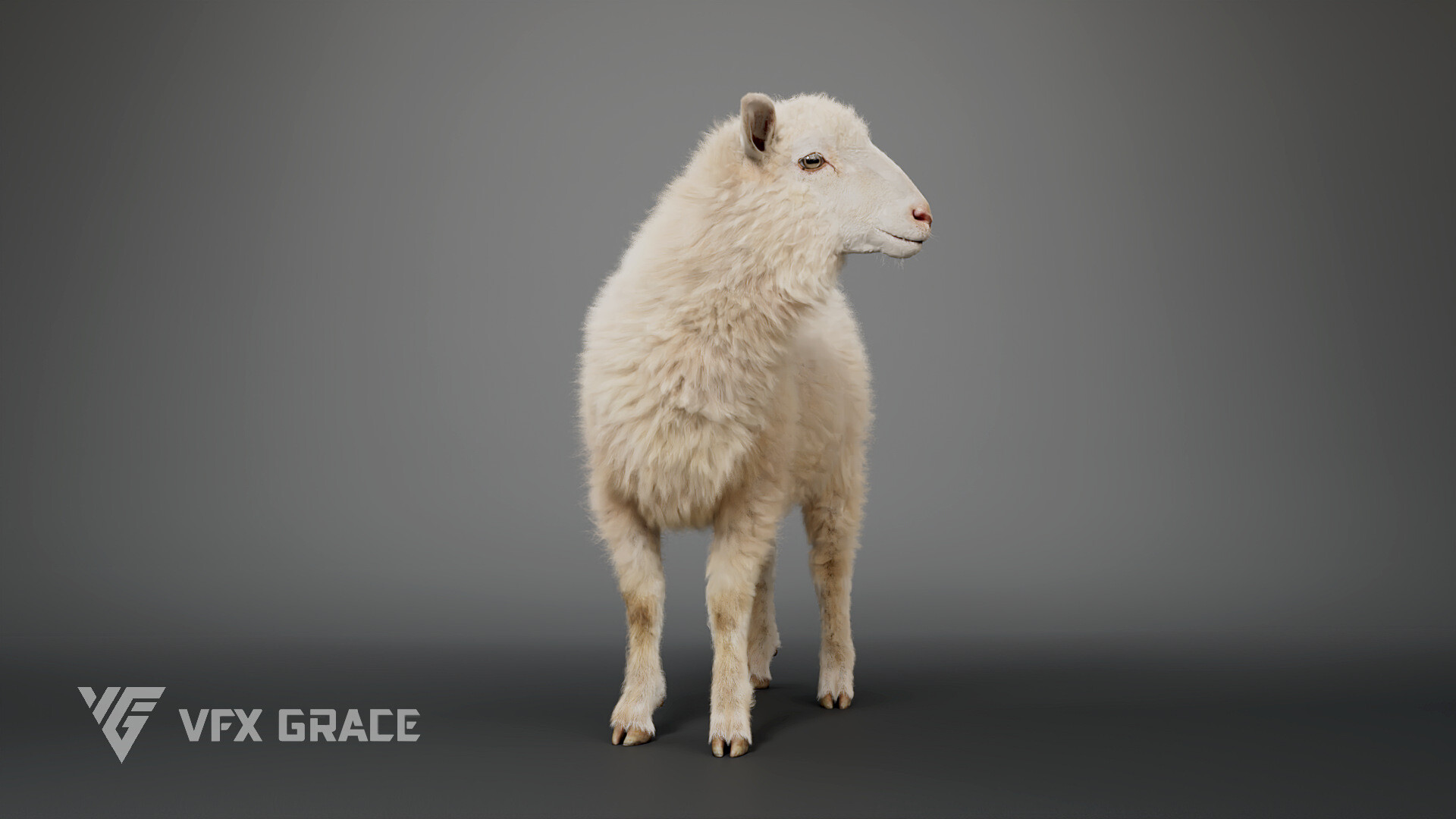 VFX models - Youth Sheep Animated - MAYA Character Asset