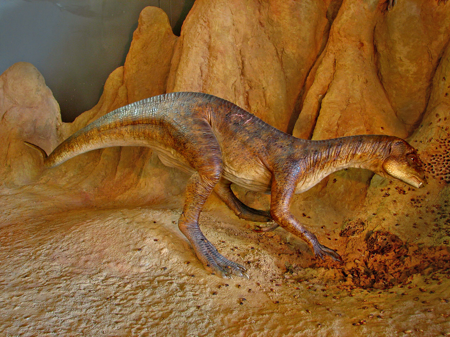 Steven Saunders - Heterodontosaur female
