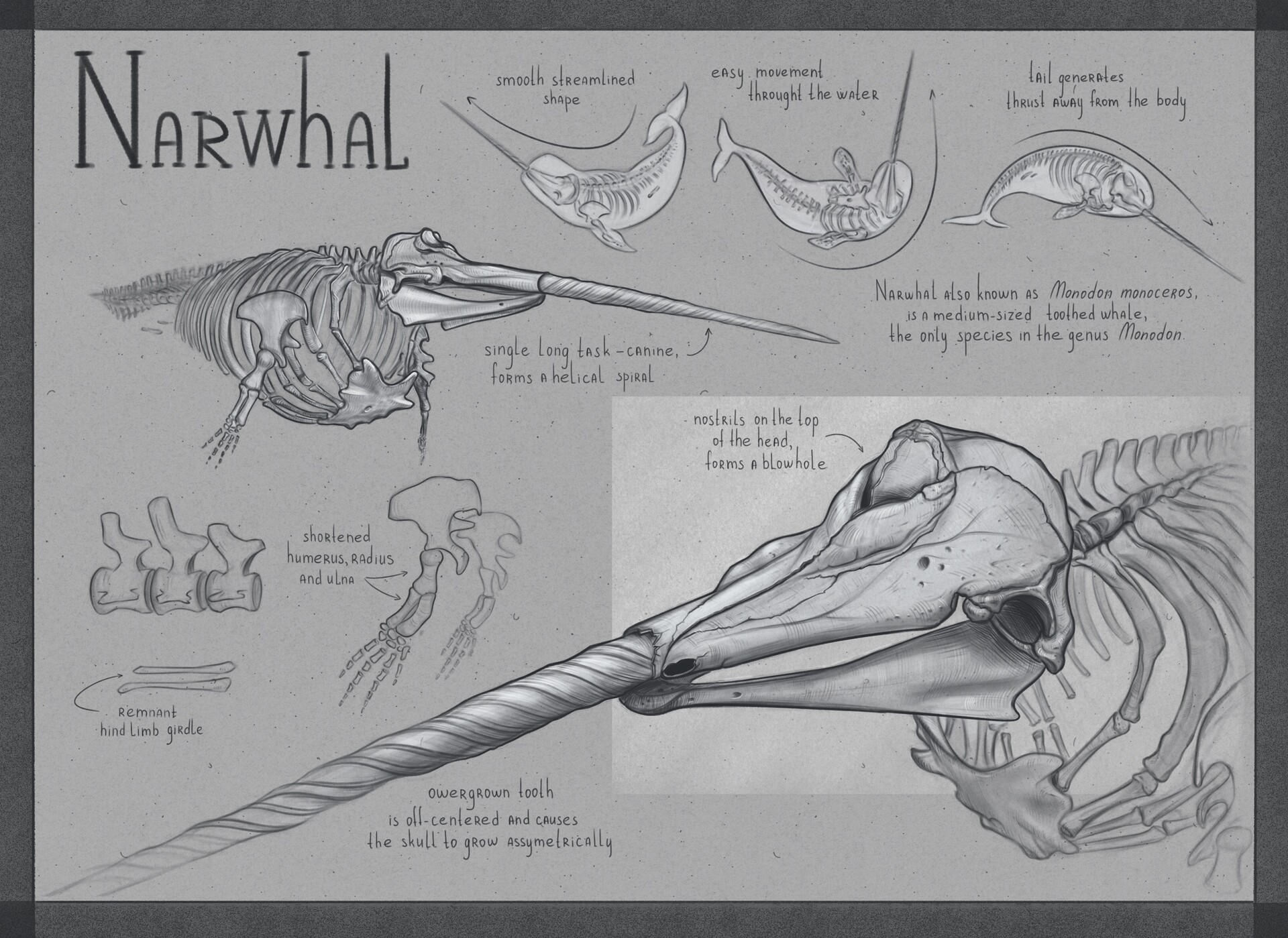 ArtStation - Narwhal