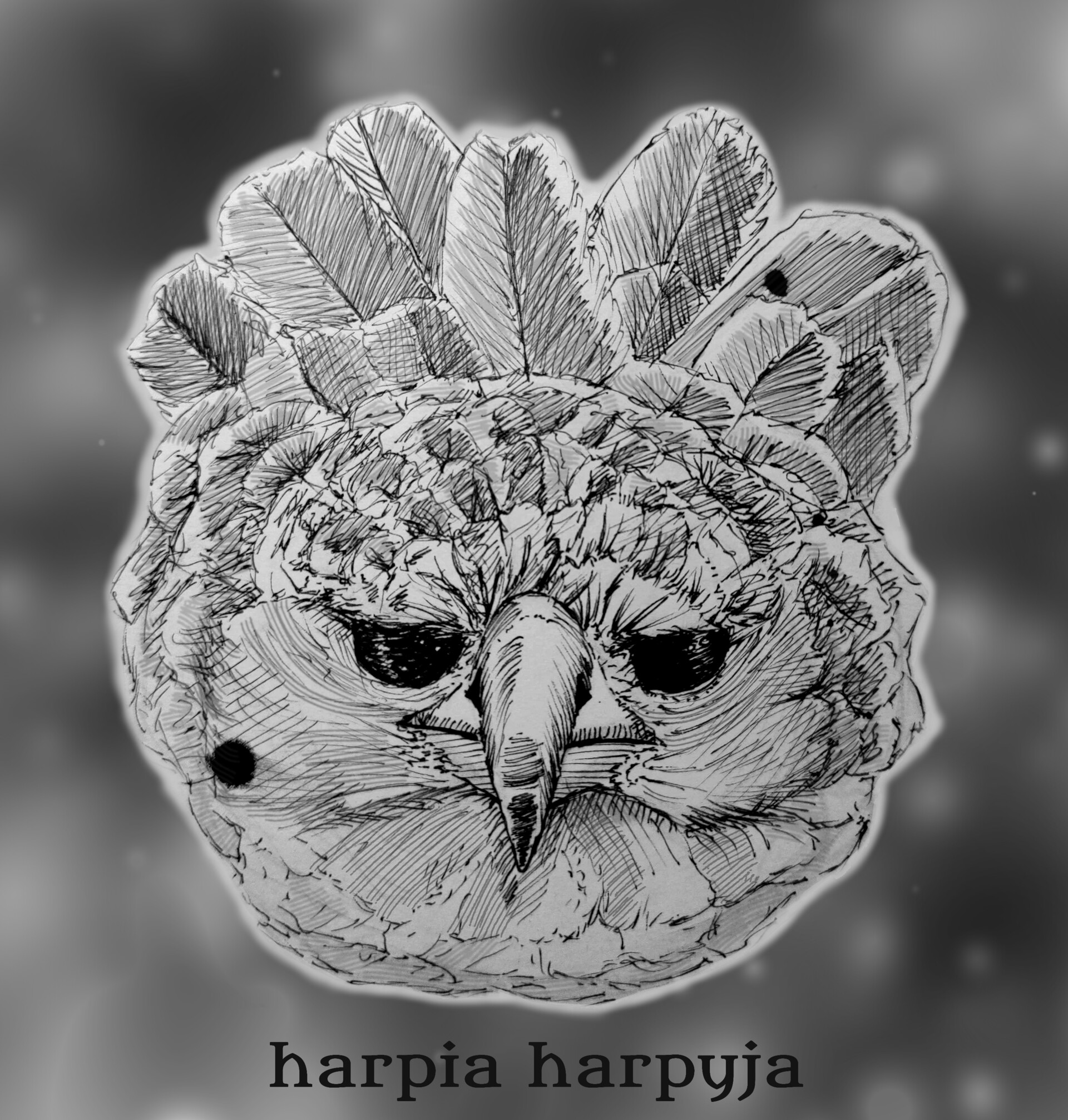 Fox Wayne - gavião-real (harpia harpyja)
