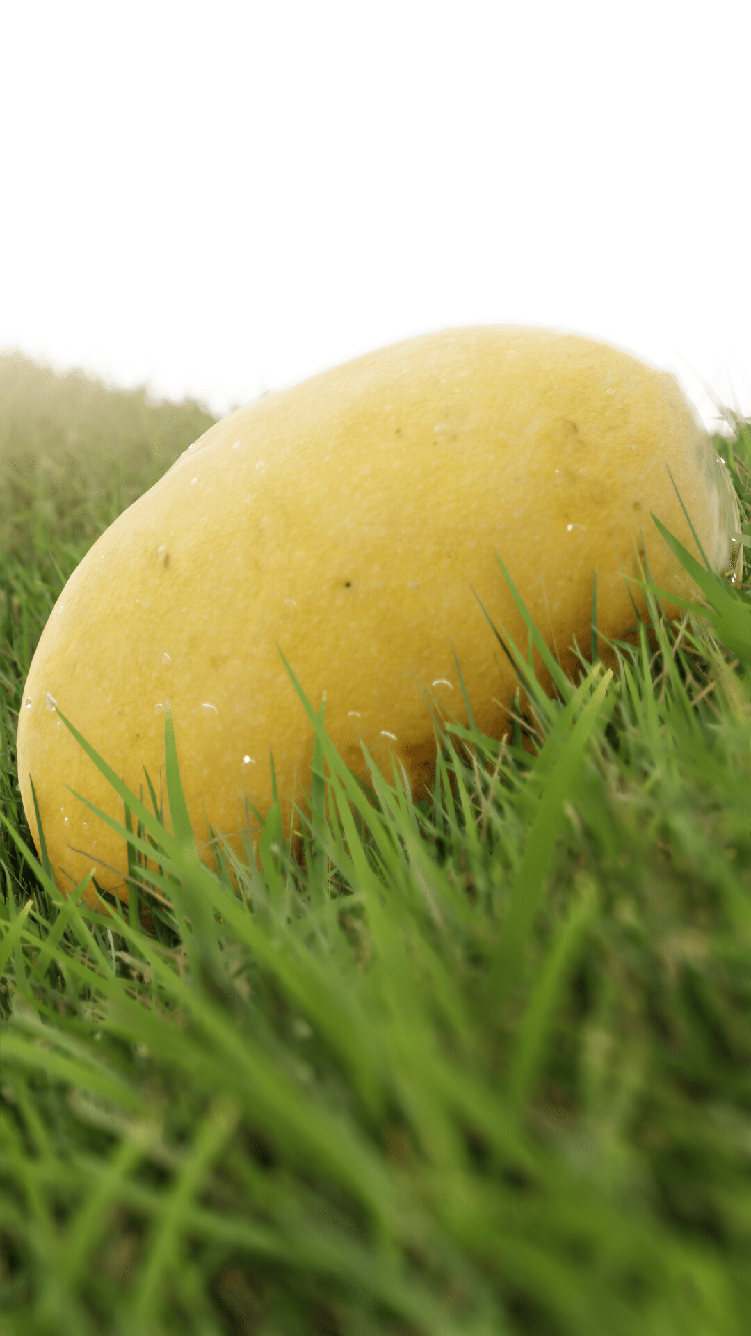 ArtStation - An ode to mangoes