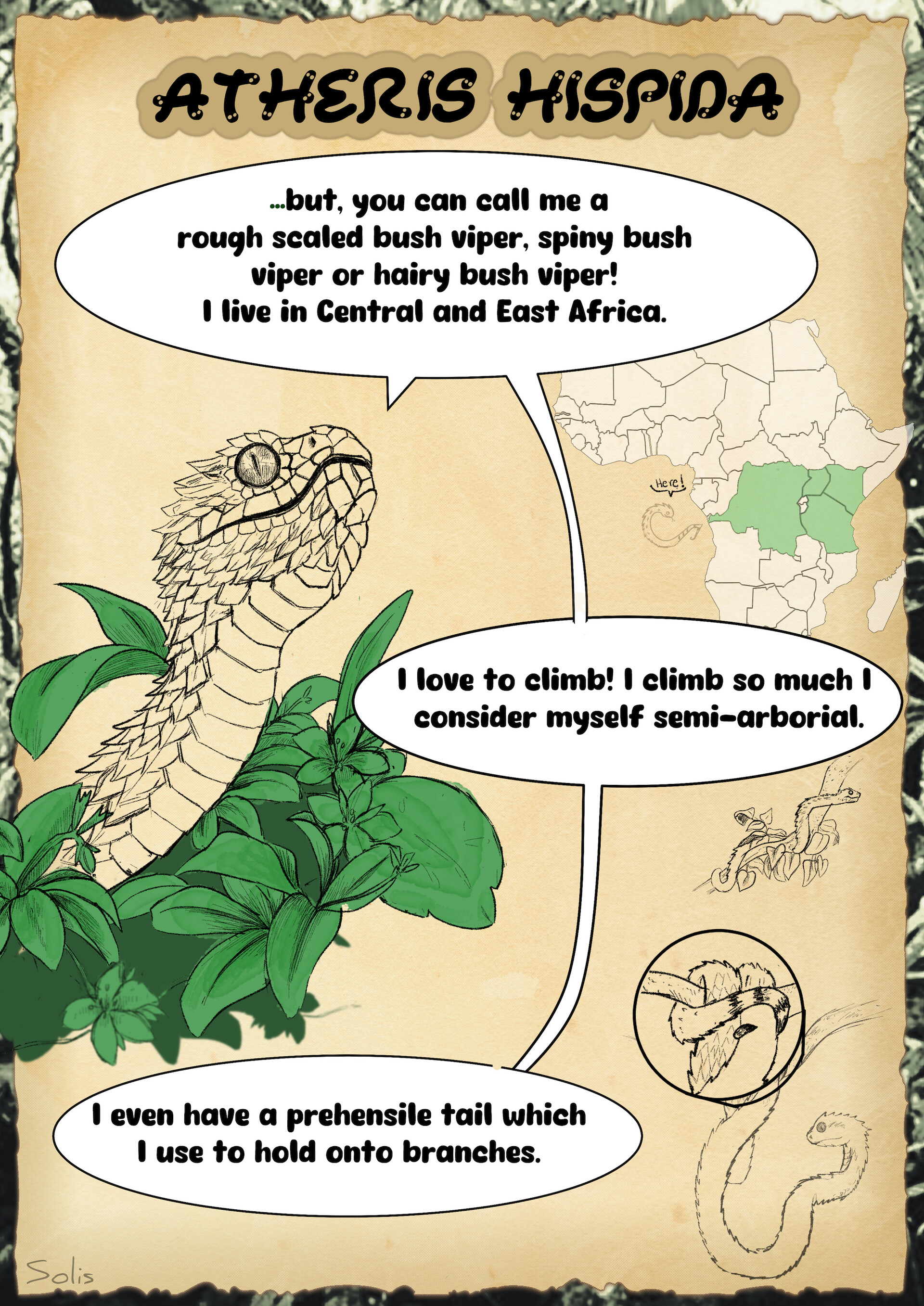 ArtStation - Atheris Hispida: Facts