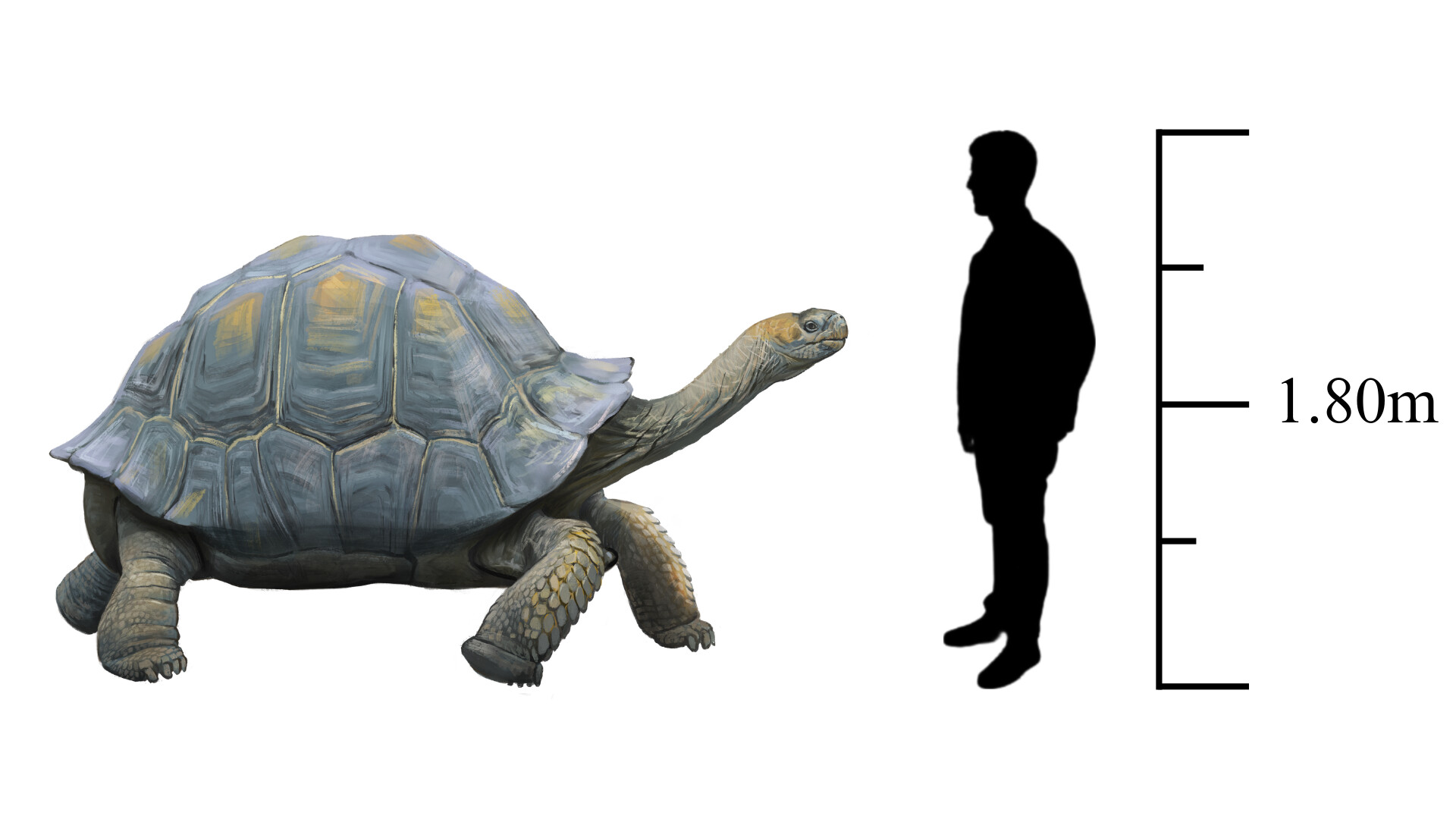 ArtStation - Paleoarte - Chelonoidis