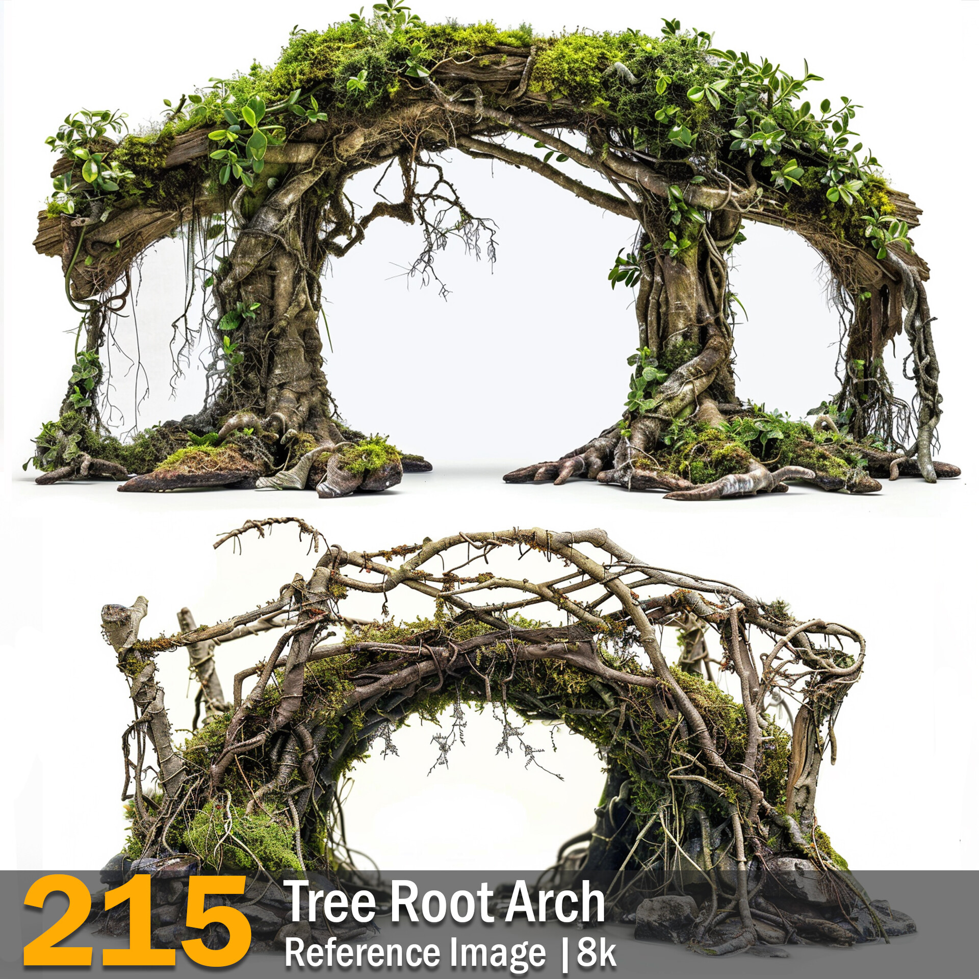 ArtStation - Tree Root Arch | Reference Images | 8K